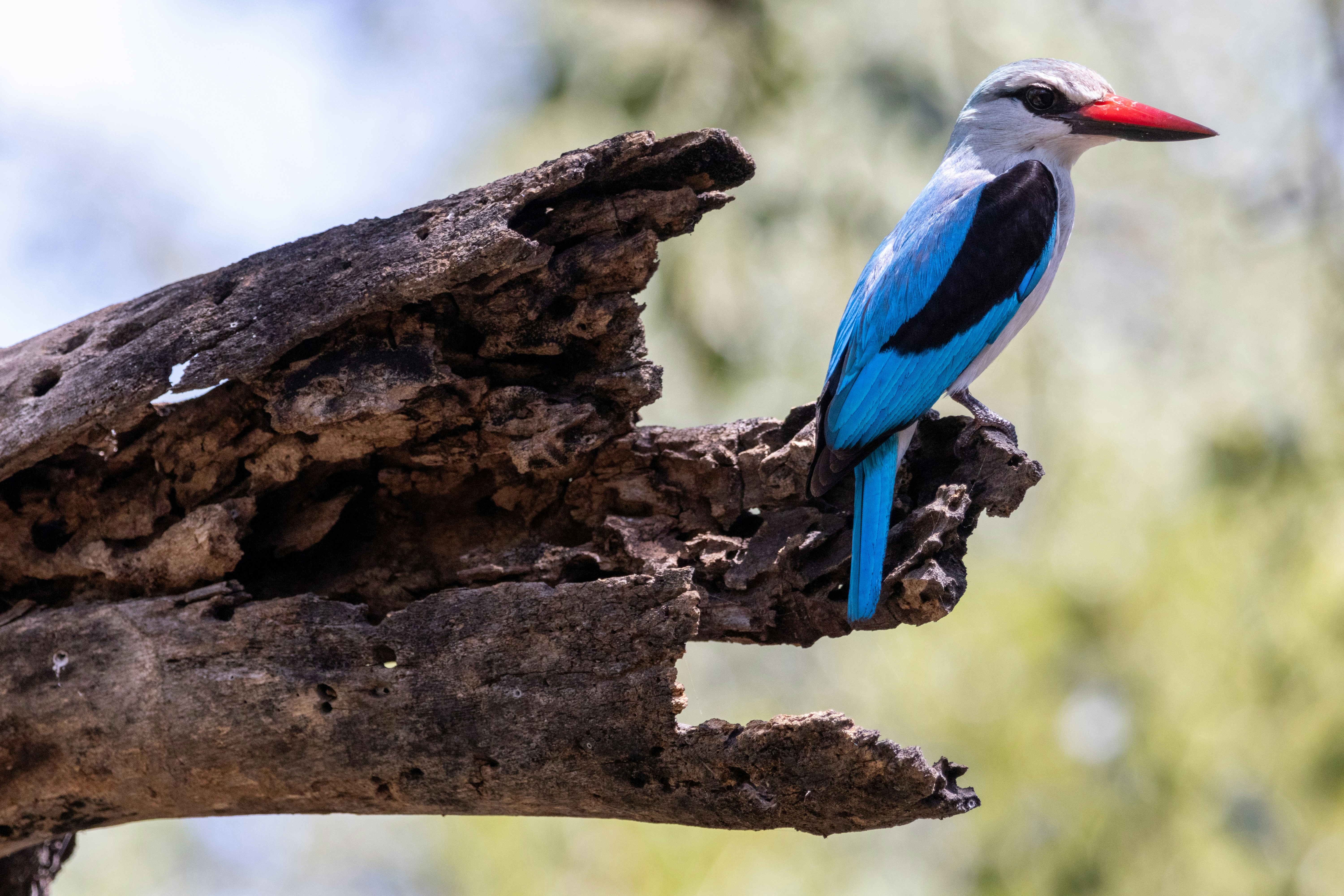 Woodland Kingfisher perched on a weathered tree branch in Hoedspruit, South Africa. The bird's vibrant blue plumage and striking red bill contrast beautifully against the muted tones of the tree and the softly blurred natural background.Hendrik Prinsloo