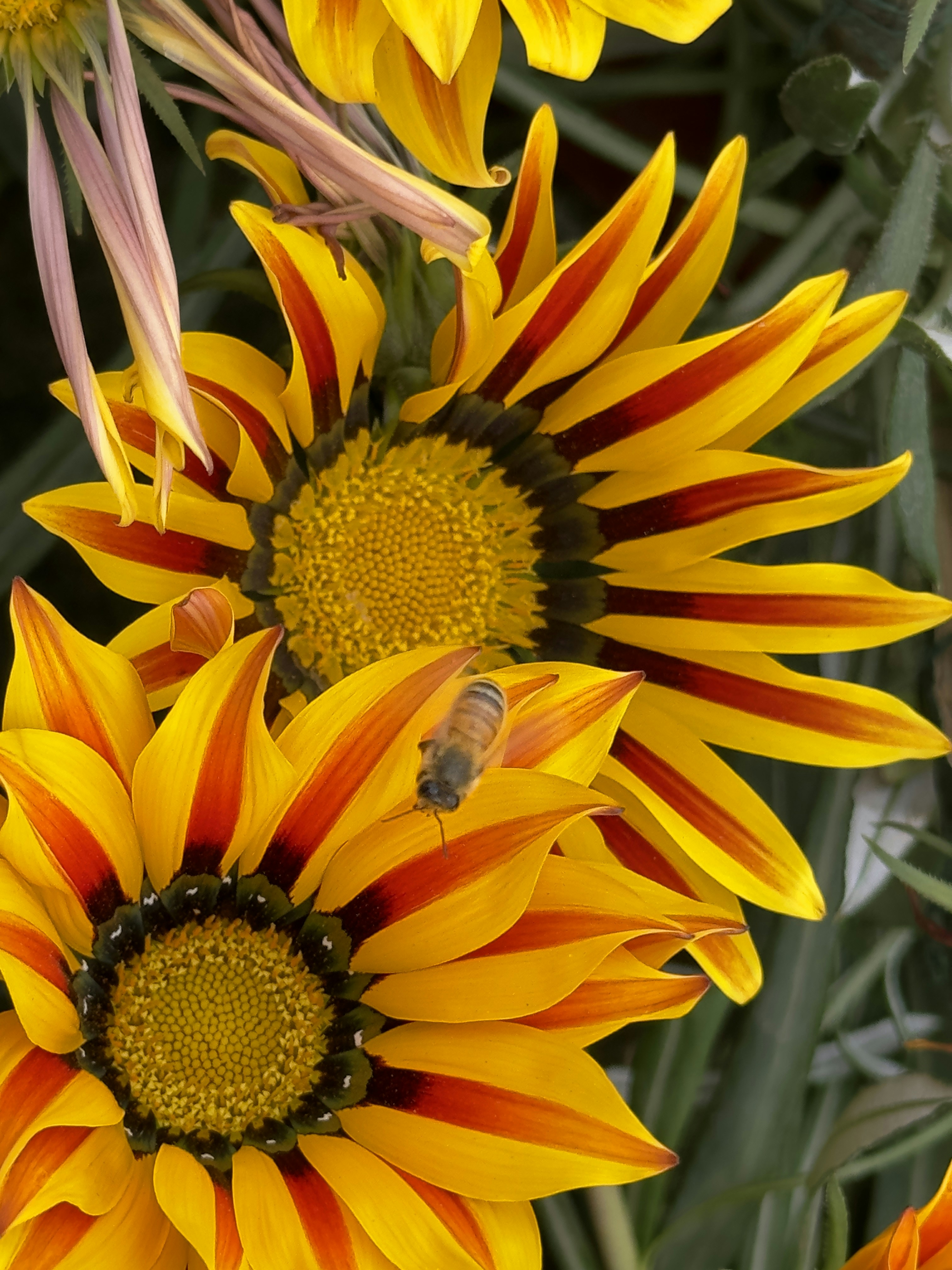 Crimson-Rimmed Sunflowers: A Bee's Quiet Pollination Moment