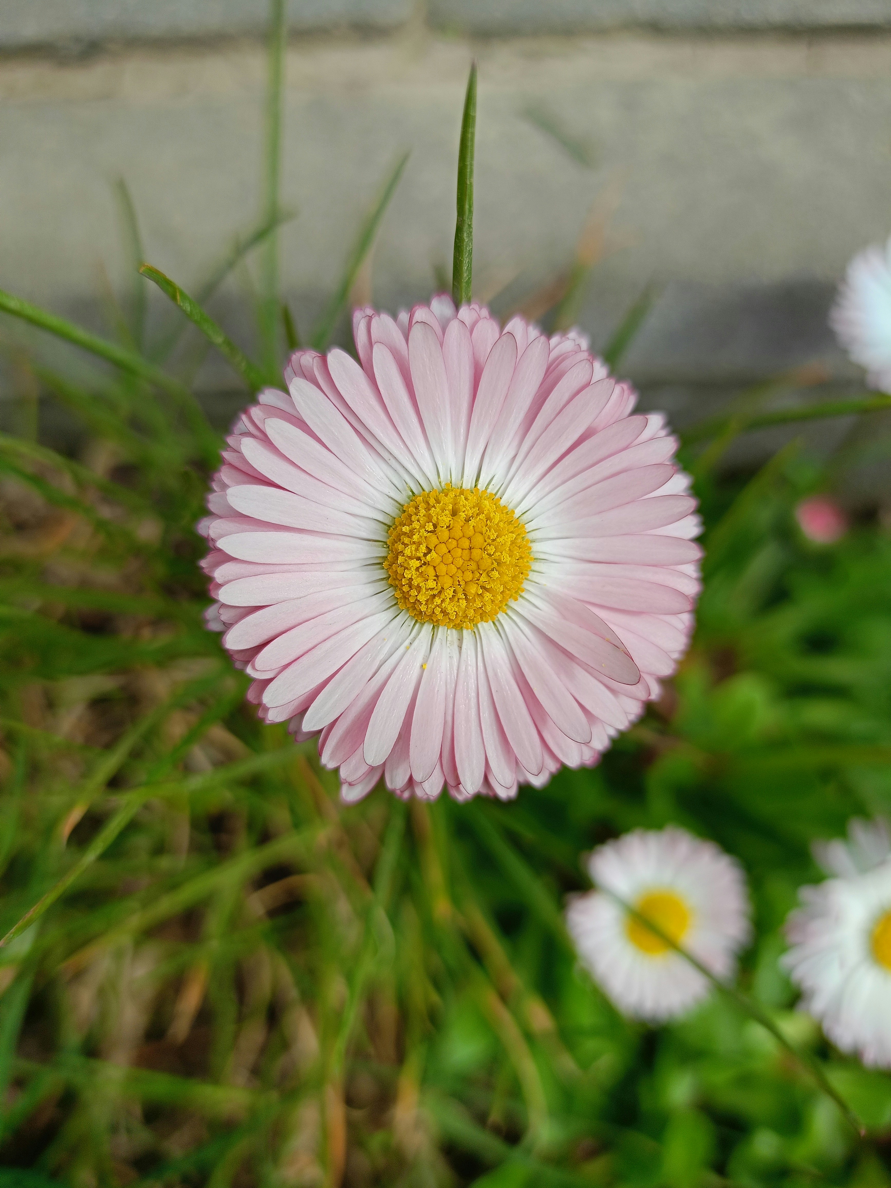 Pink daisy with a bright yellow center dominates the frame, surrounded by blurred green foliage and garden backdrop.
