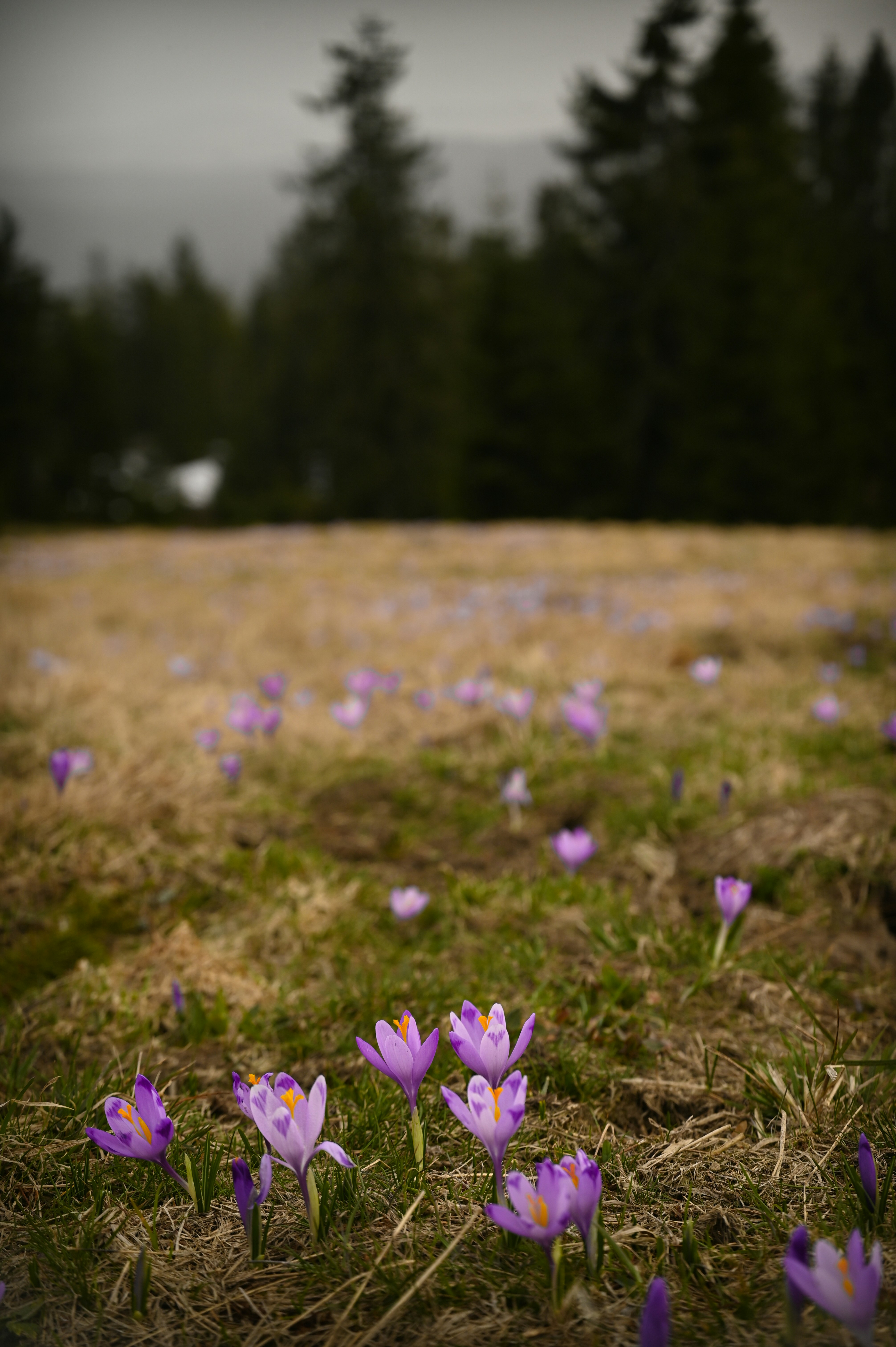 A field full of purple flowers with trees in the background photo ...