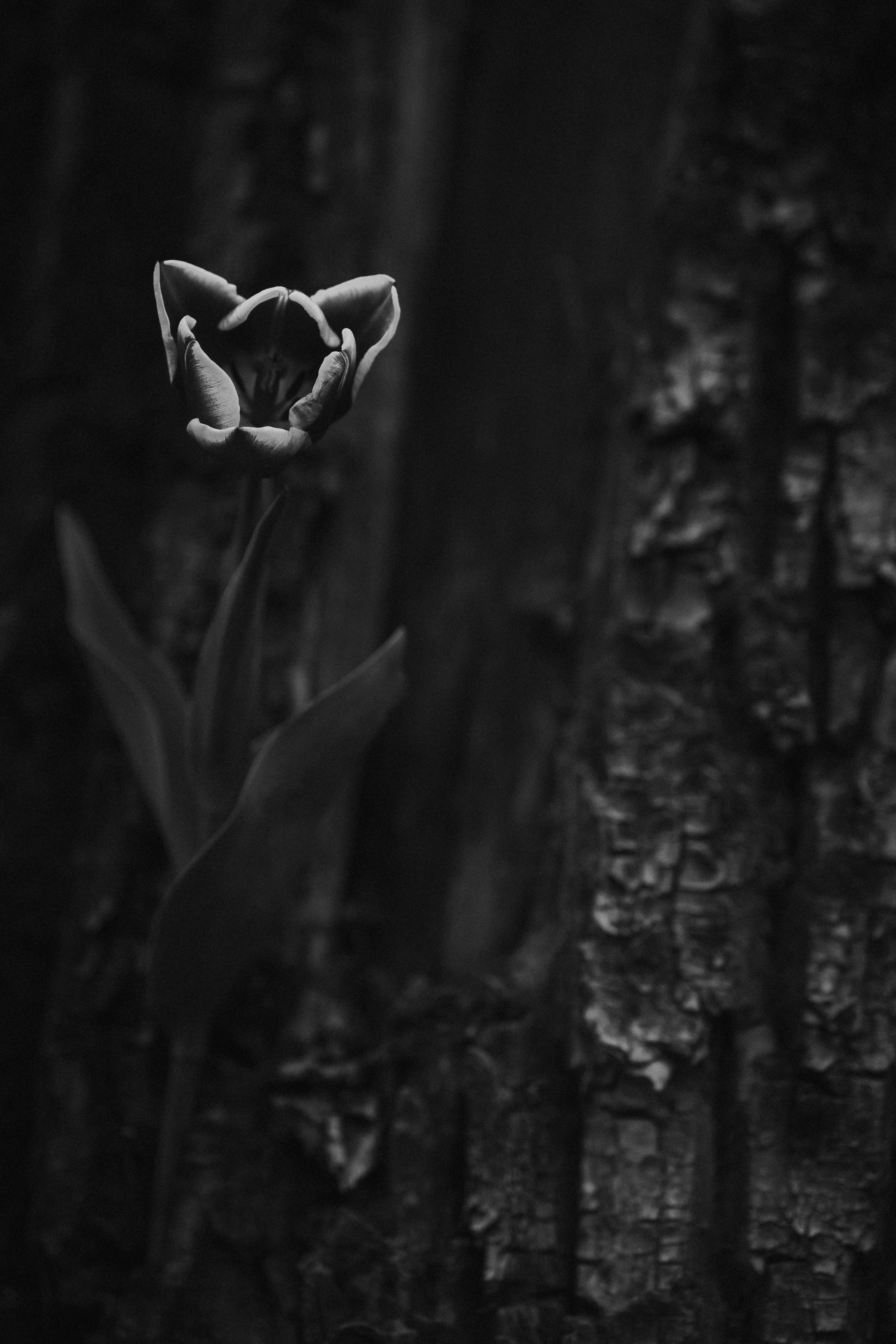 Monochrome Tulip Quietly Emerges from the Bark's Shadow