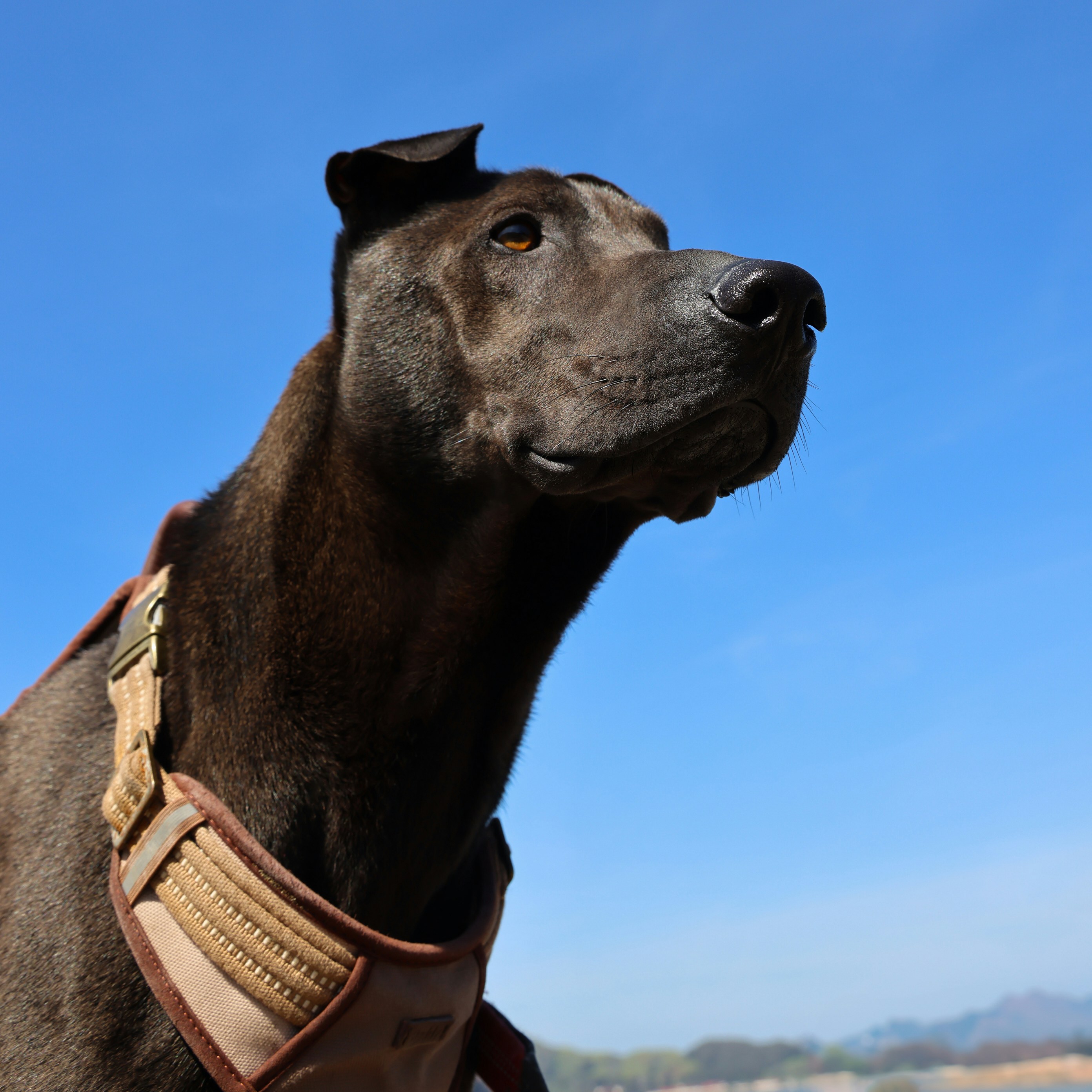 Saw this dog near the GG Bridge!