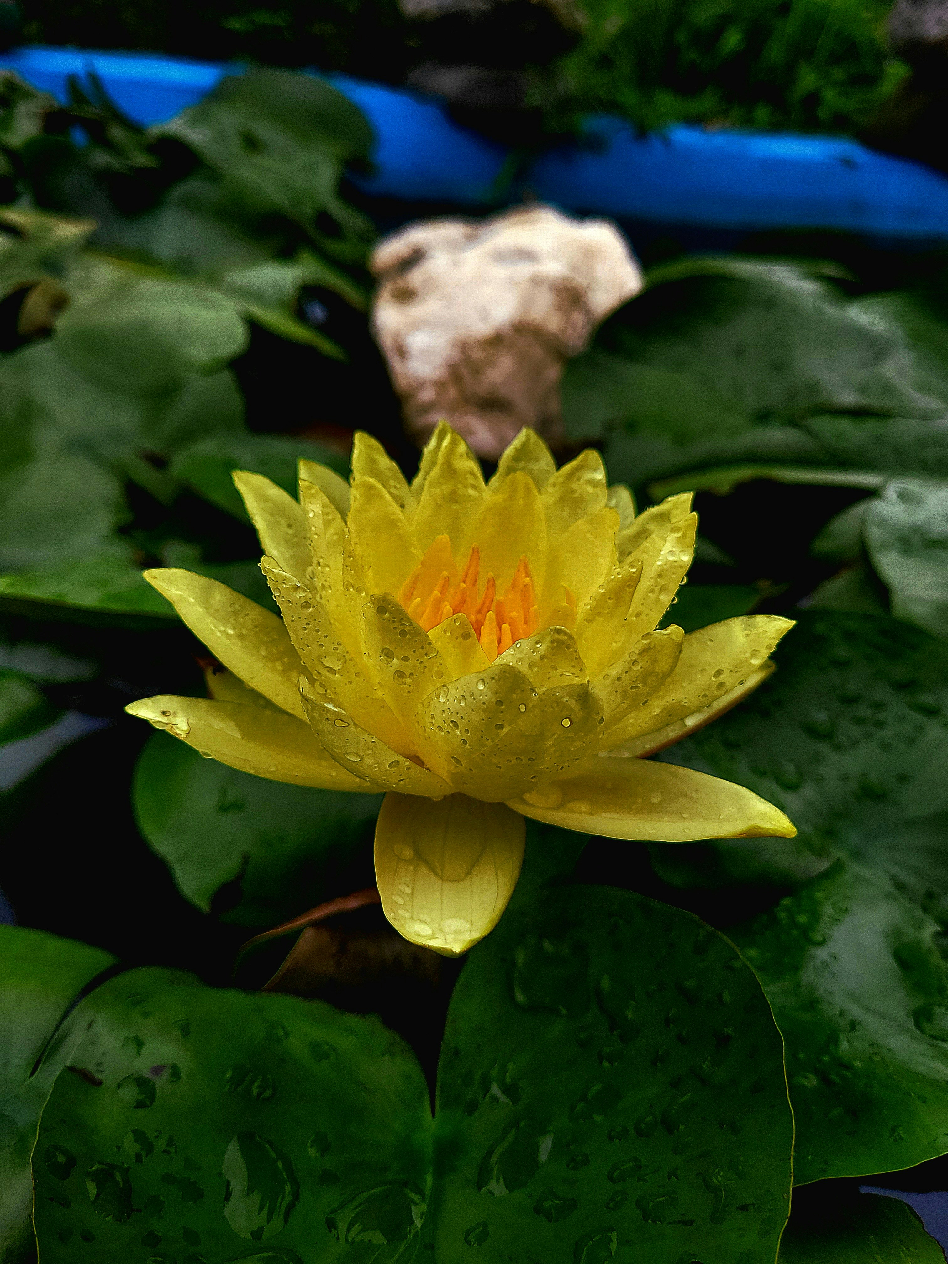 Golden Water-Lily Bloom Crowned by Dew