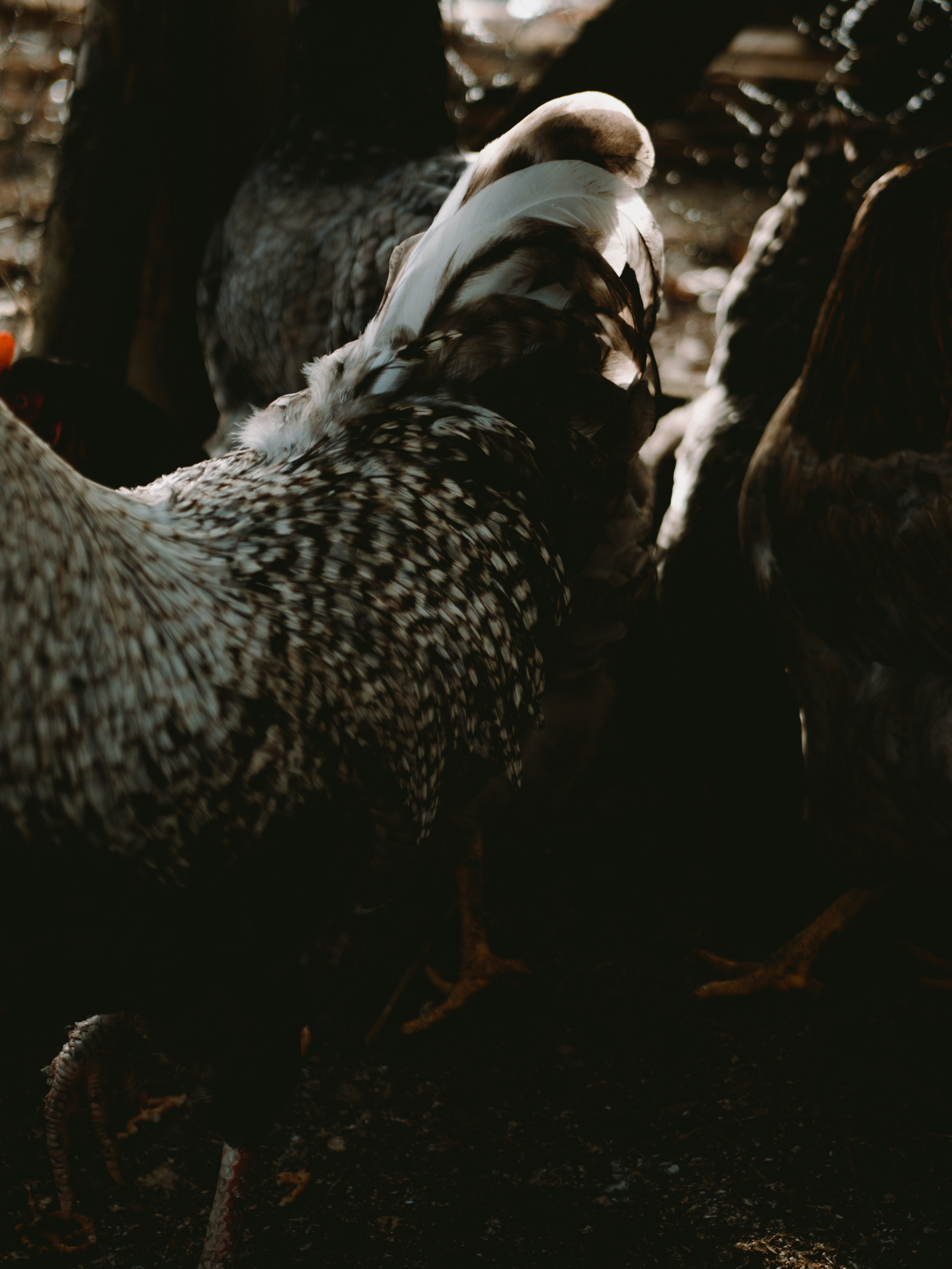 Federn vom Huhn Detail Aufnahme