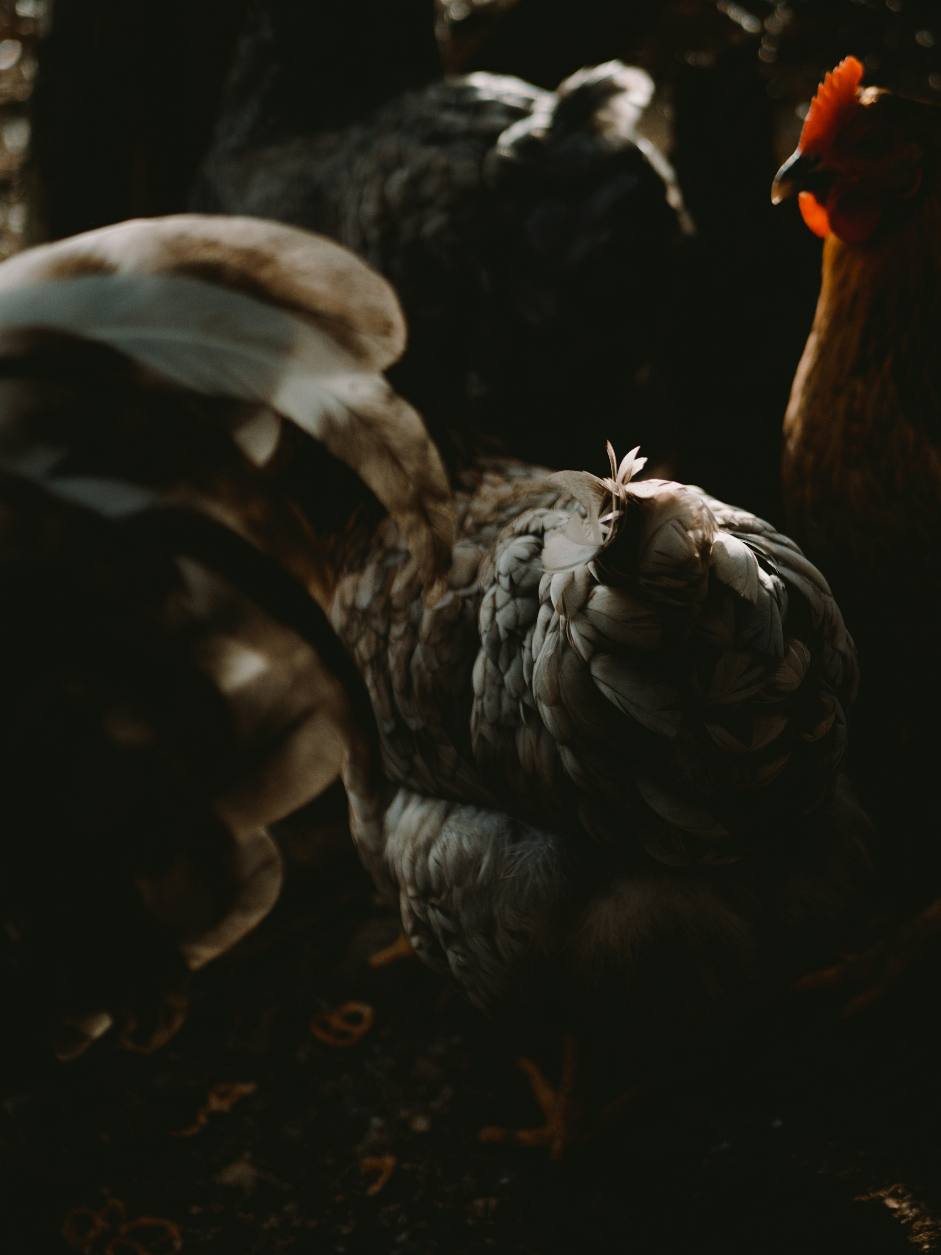 Hühner auf einem Bauernhof