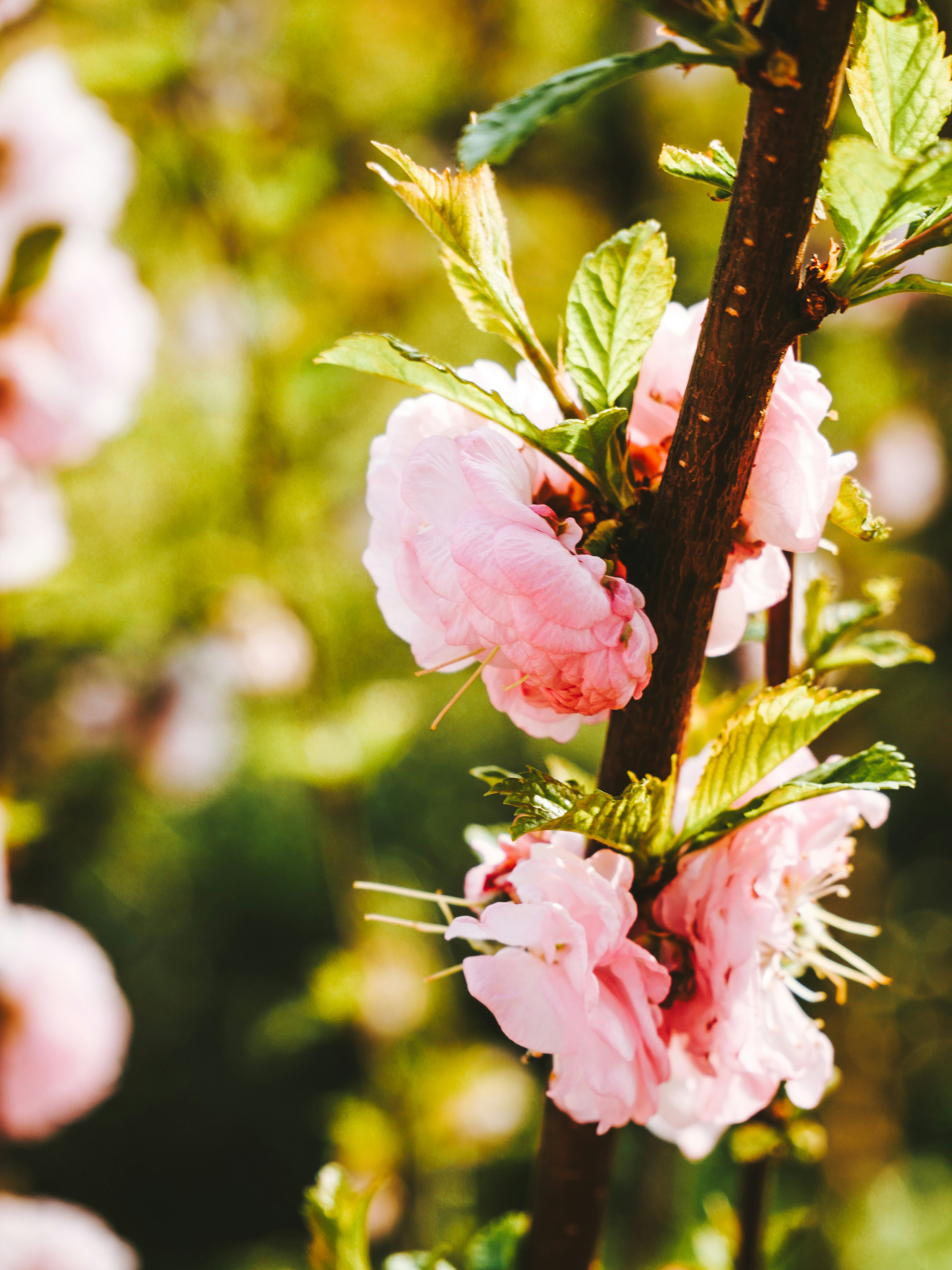 Sunlit Pink Bloom: Close-Up on a Tender Twig