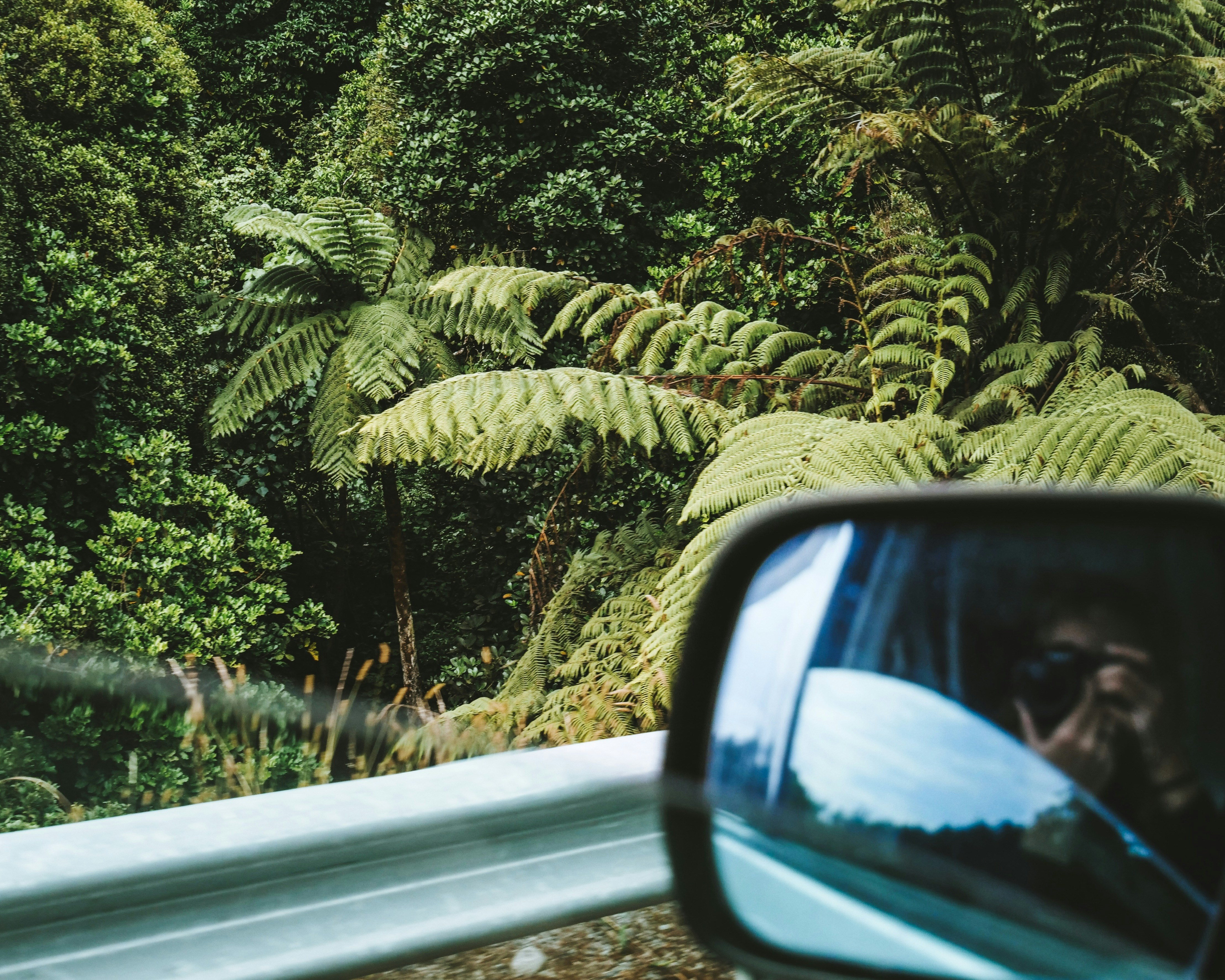 Green Glass: The Fern-Forest Reflected in a Car Mirror