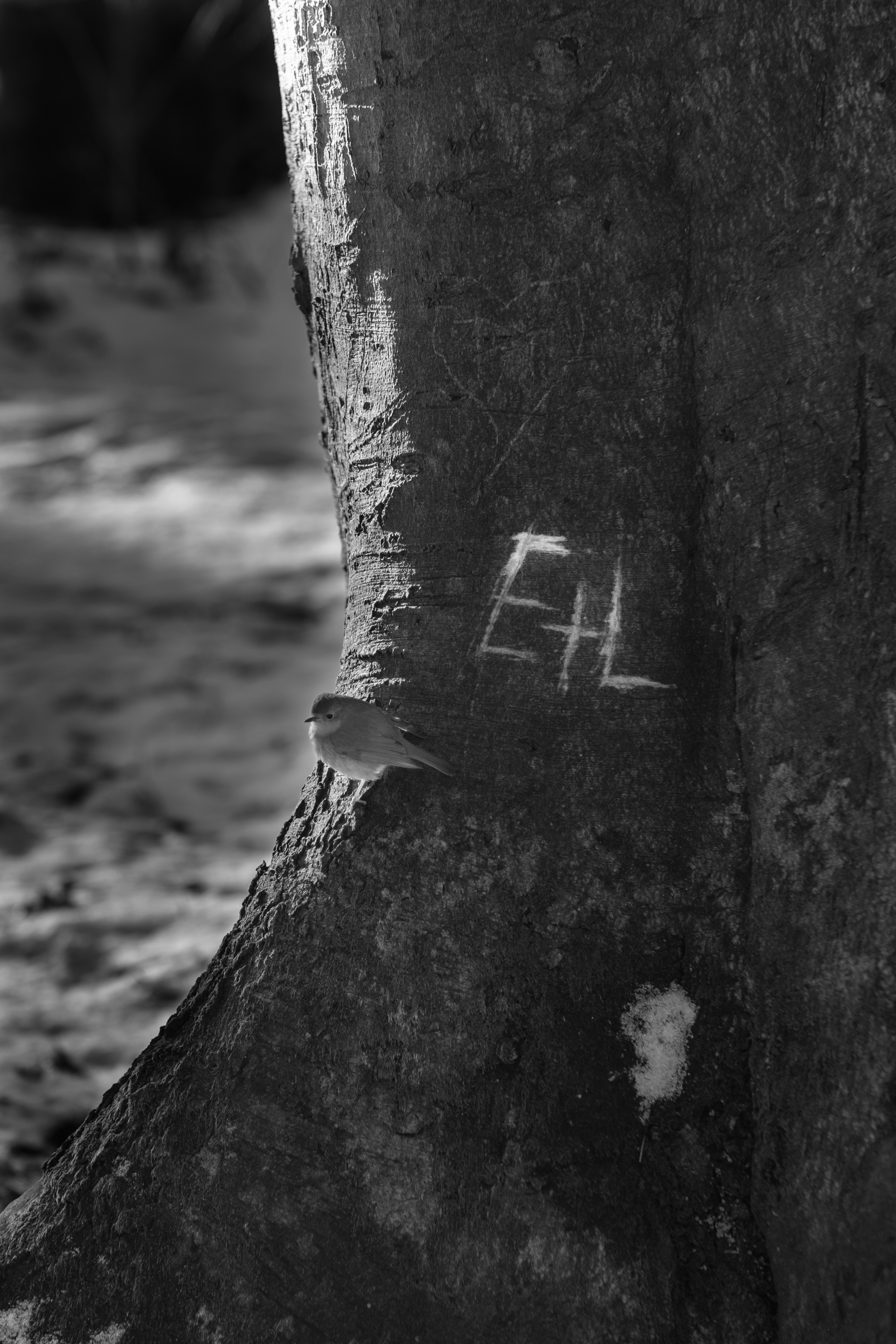 Lone Sparrow on Carved Birch in Monochrome Quiet