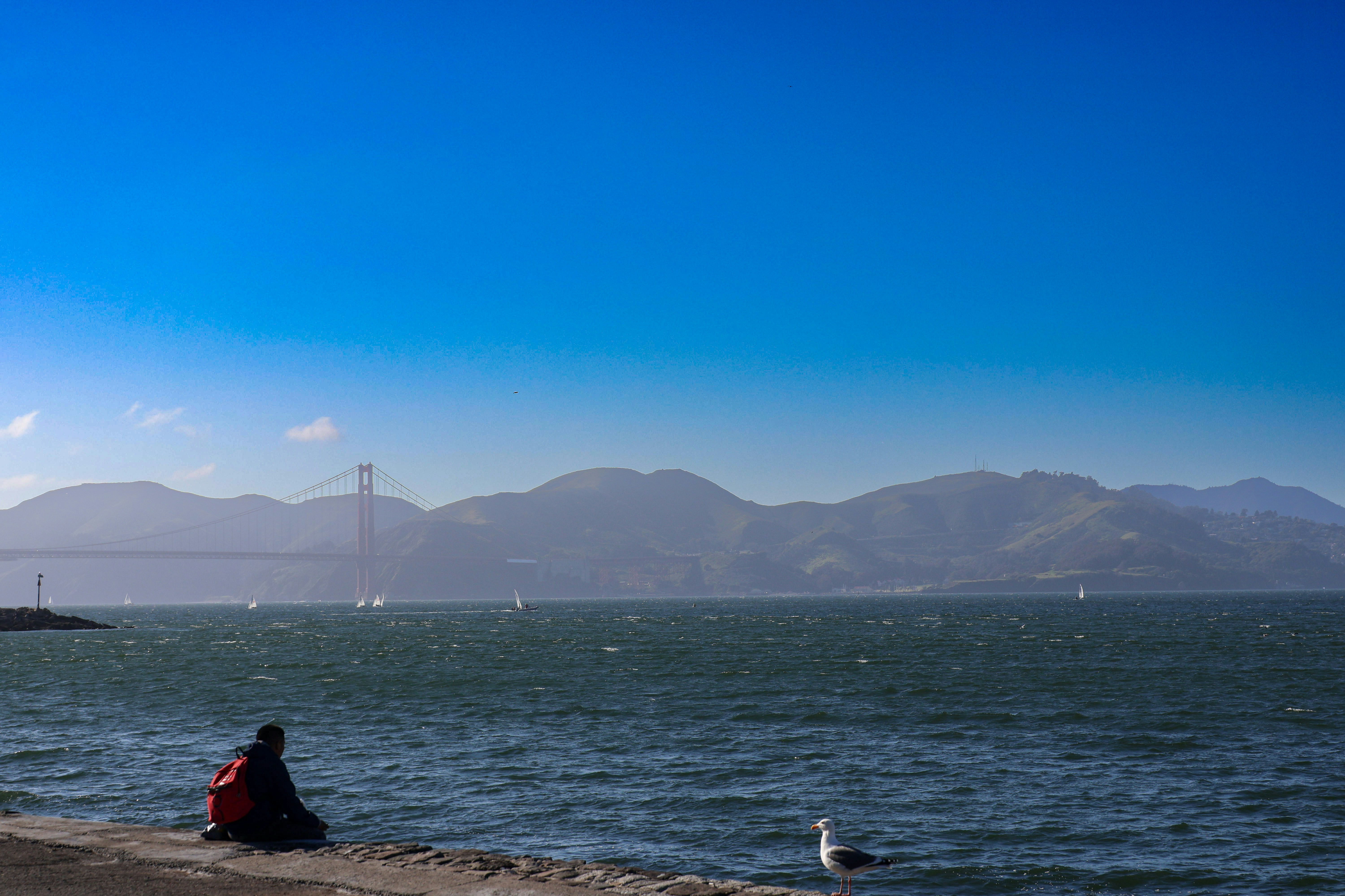 Seaside Solitude: A Silhouette by the Quiet Shore with a Seagull