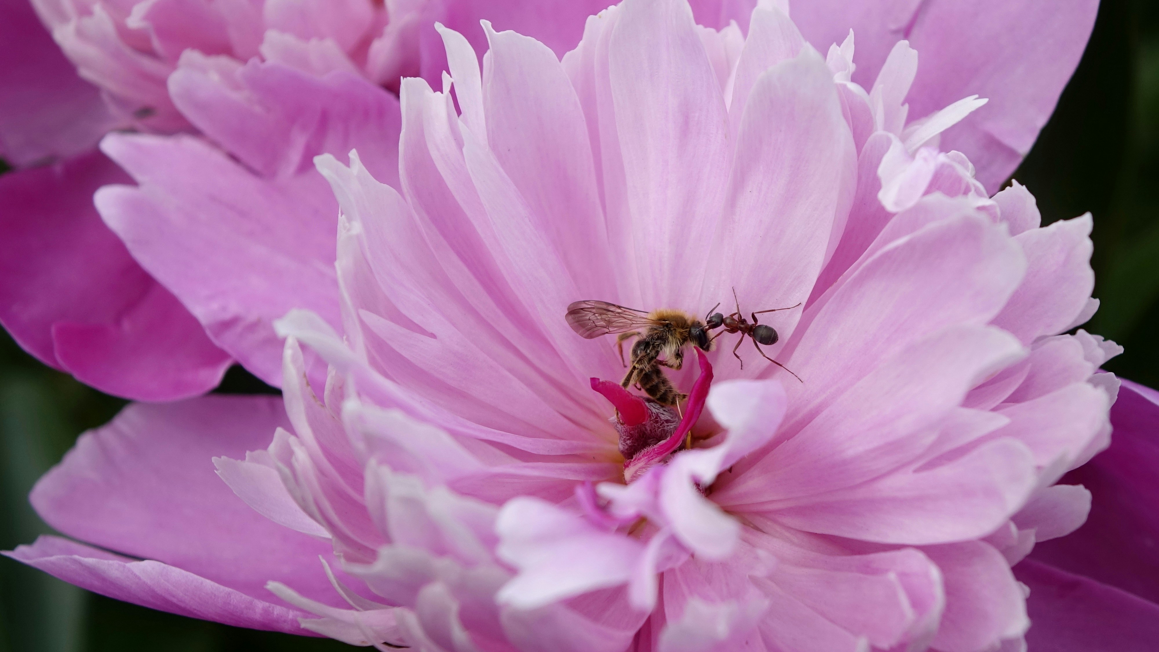 Center Stage: Bee on Soft Pink Peony Petals