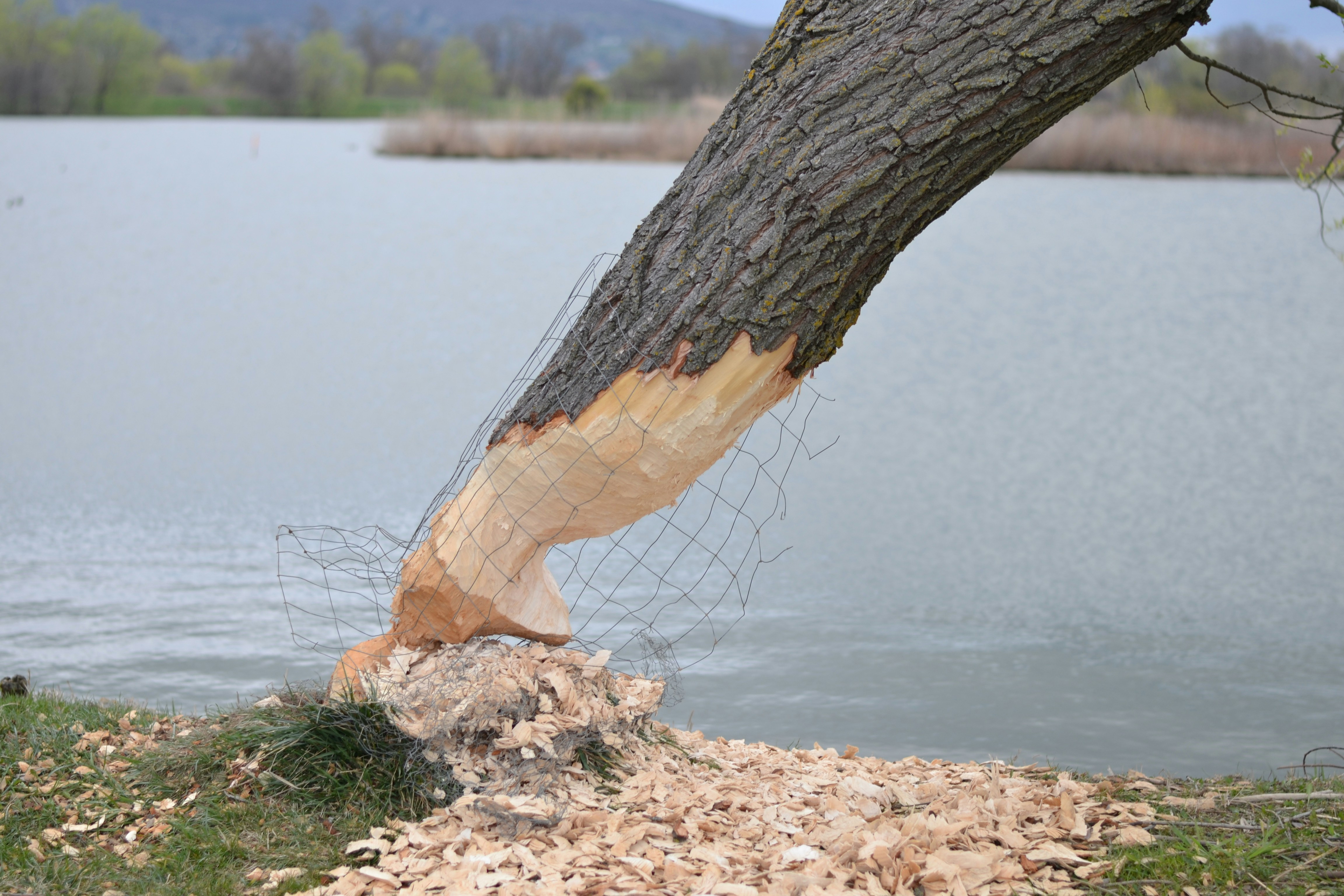 Leaning Beacon: A weathered tree reveals pale sapwood as it leans toward a calm lakeside