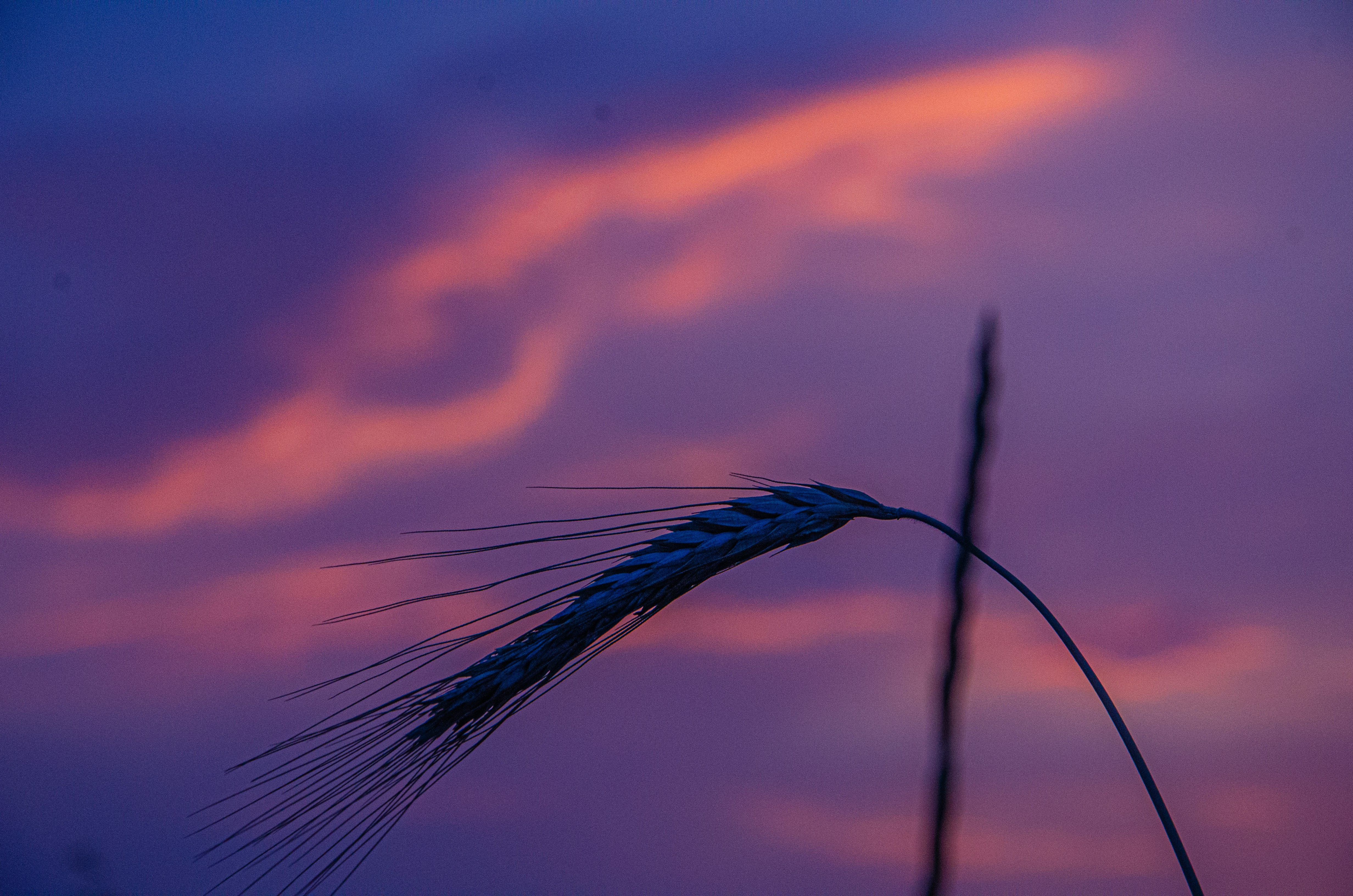 Crescent Grass Awn Against a Velvet Sunset