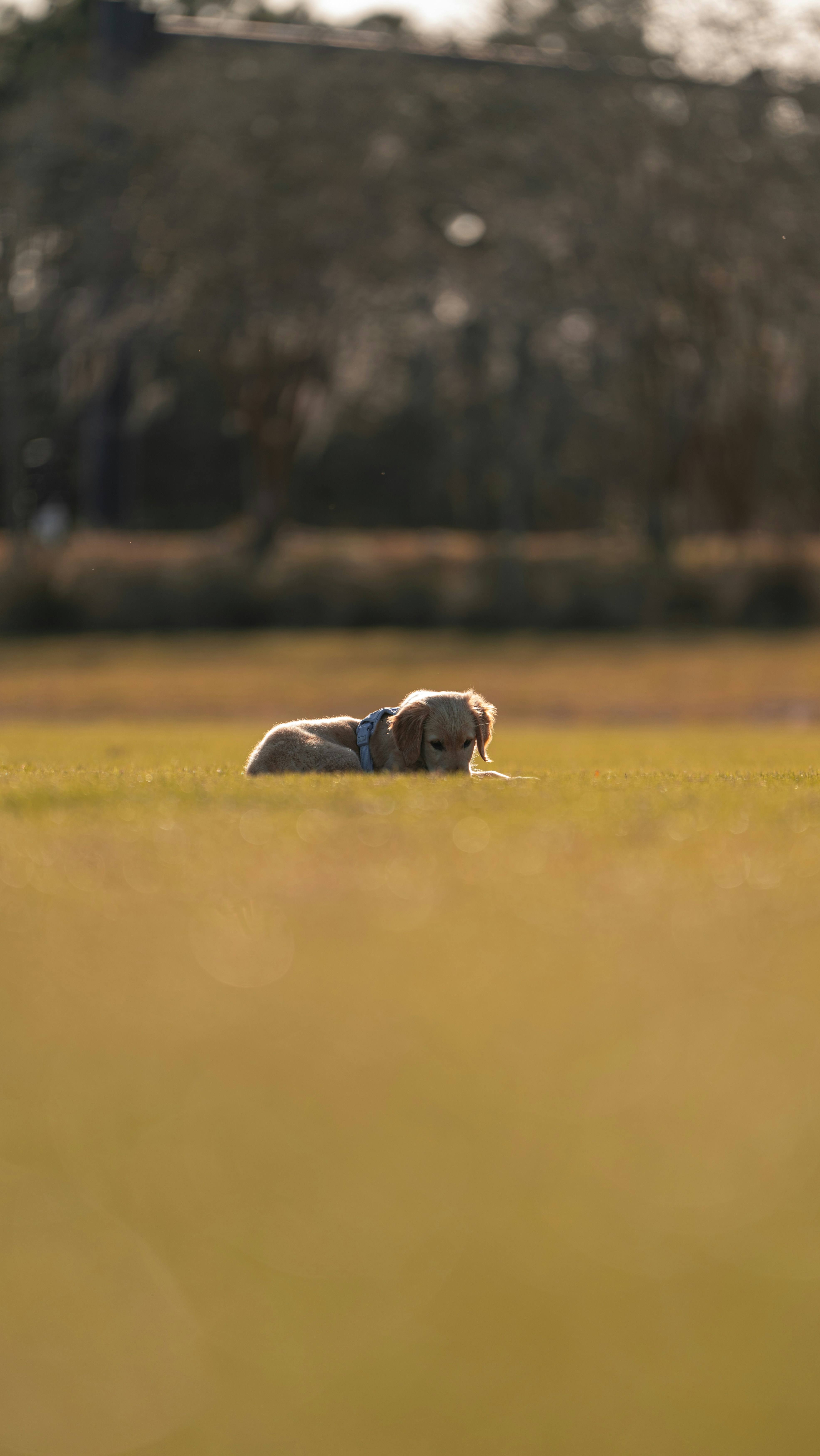 Sunlit Meadow Pause: a Pale-Coated Dog Resting in a Golden Field