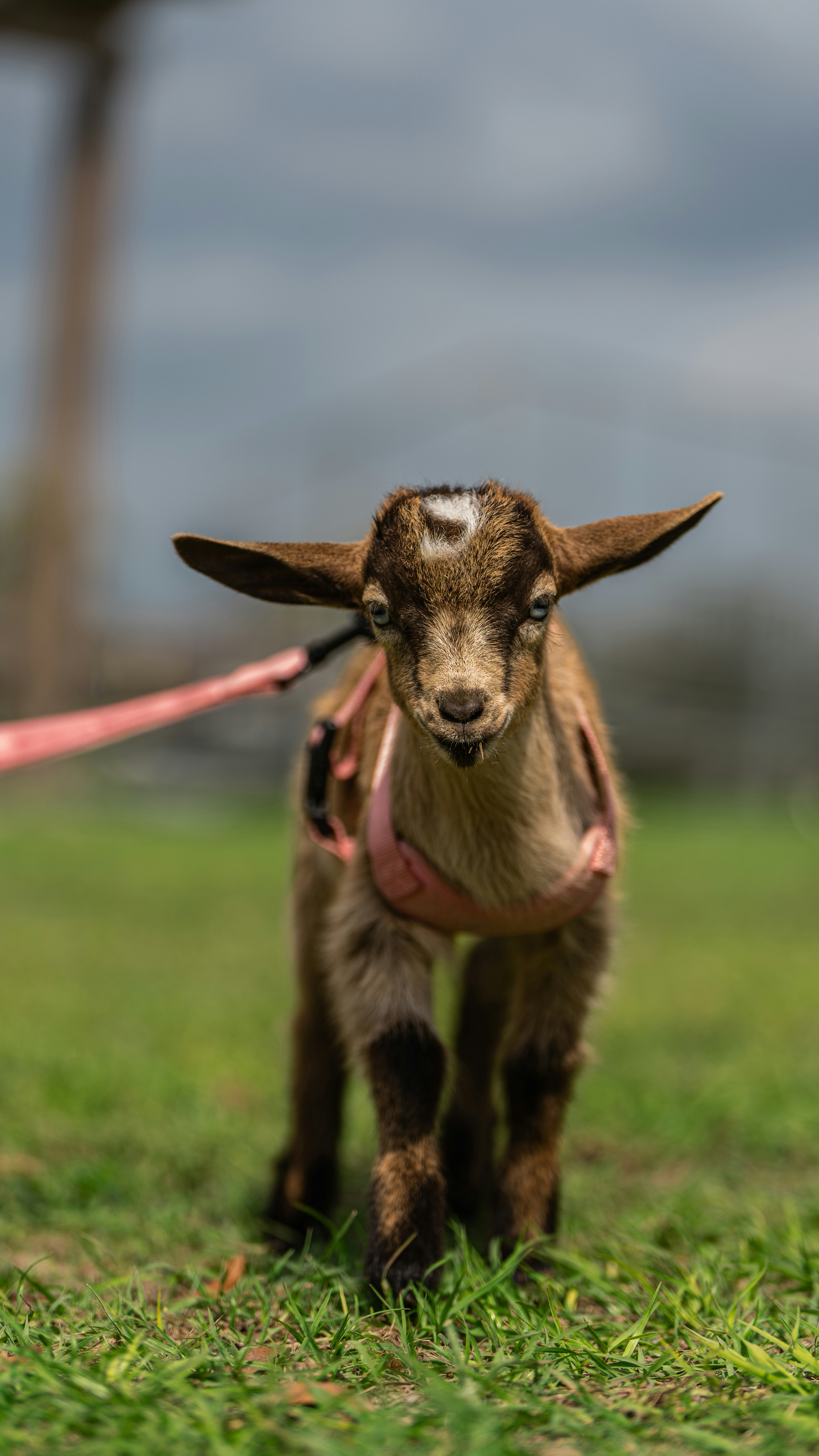 Curious kid goat at eye level in a sunlit pasture