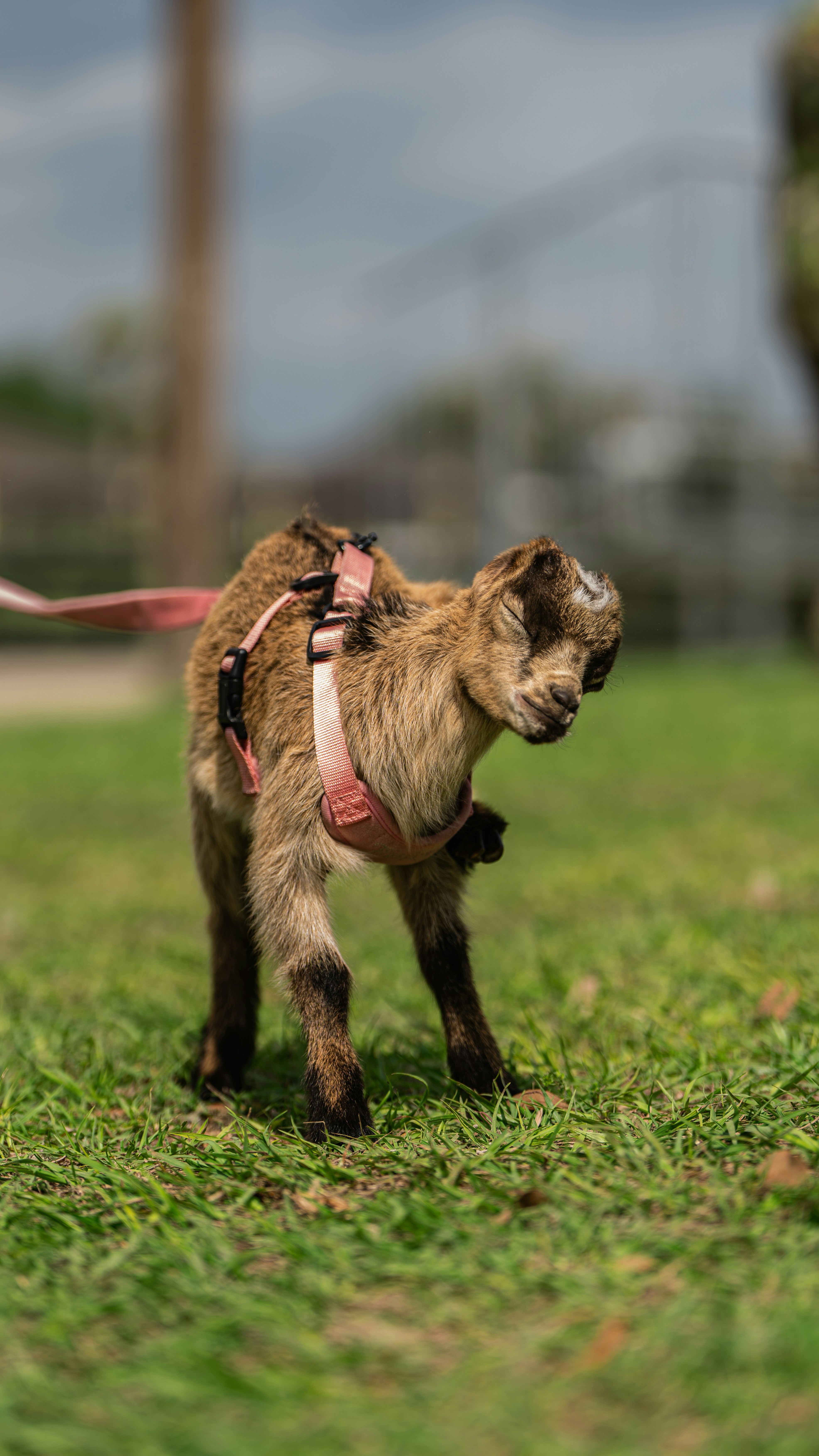 Sunlit Meadow Wanderer: A Pink-Harnessed Baby Goat Explores the Grass