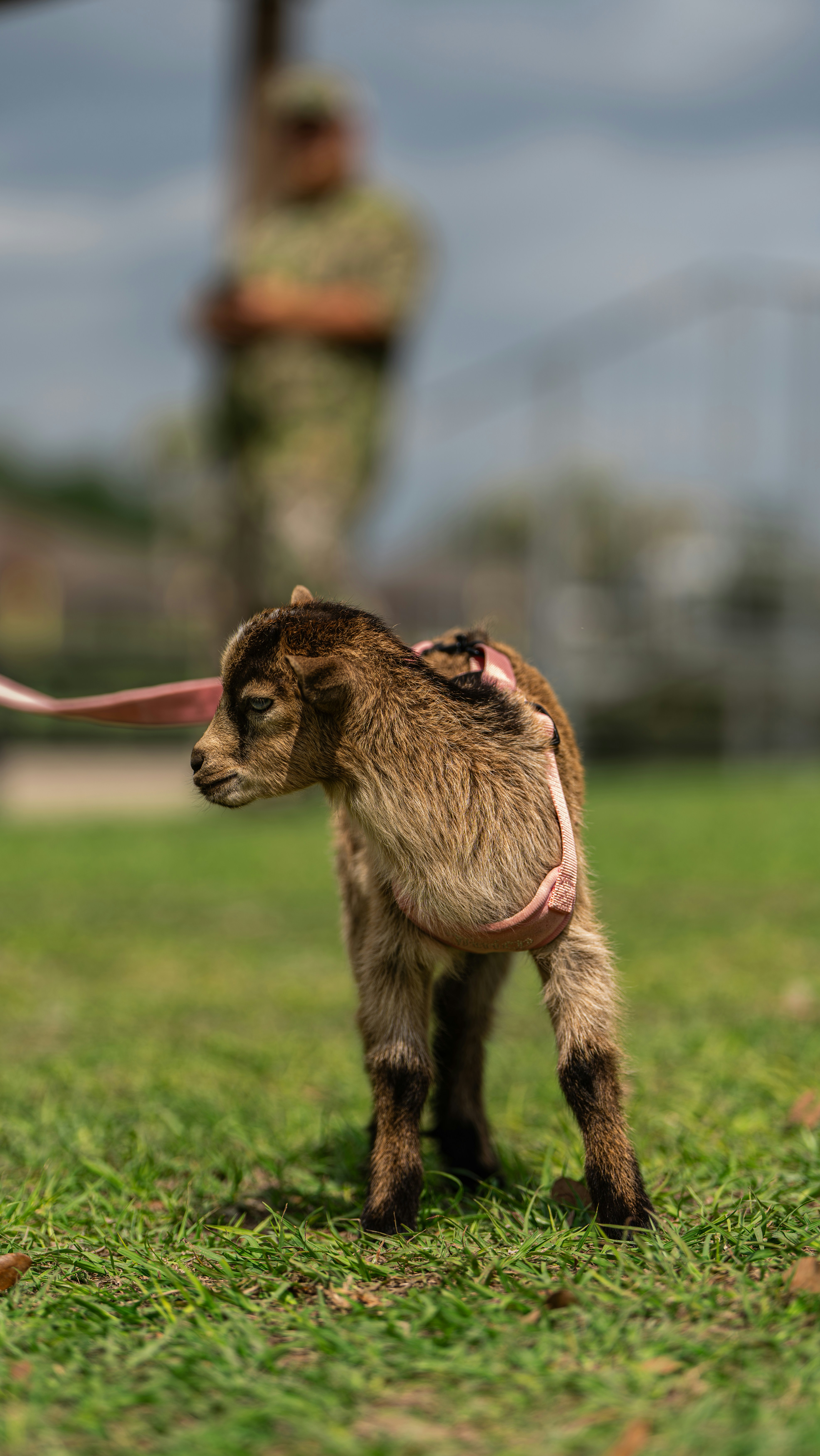 Grounded Wonder: A Leashed Kid in a Sunlit Park