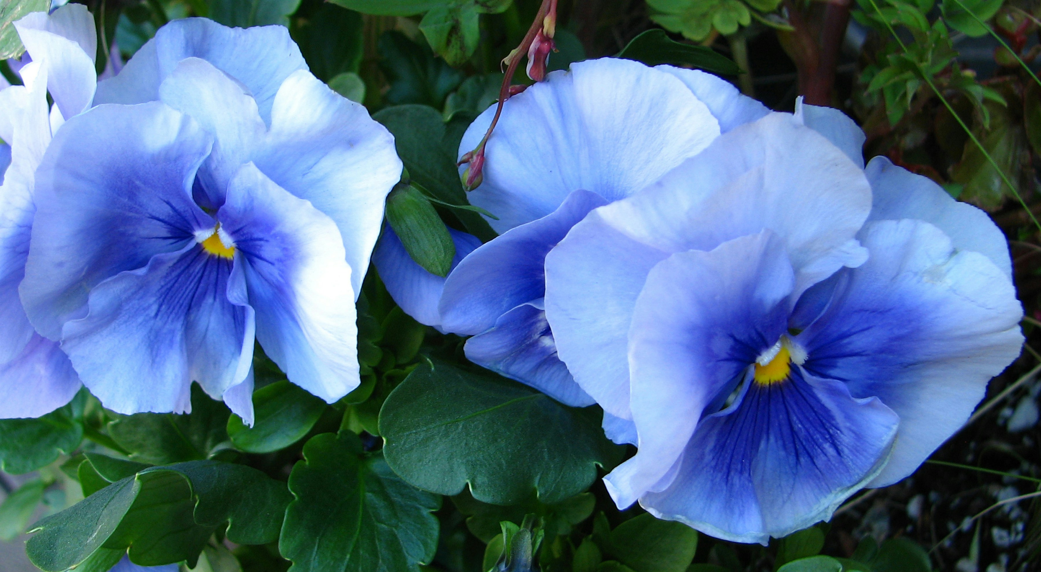 Two blue morning-glory flowers with white edges and yellow centers bloom among glossy green leaves in a close-up shot.