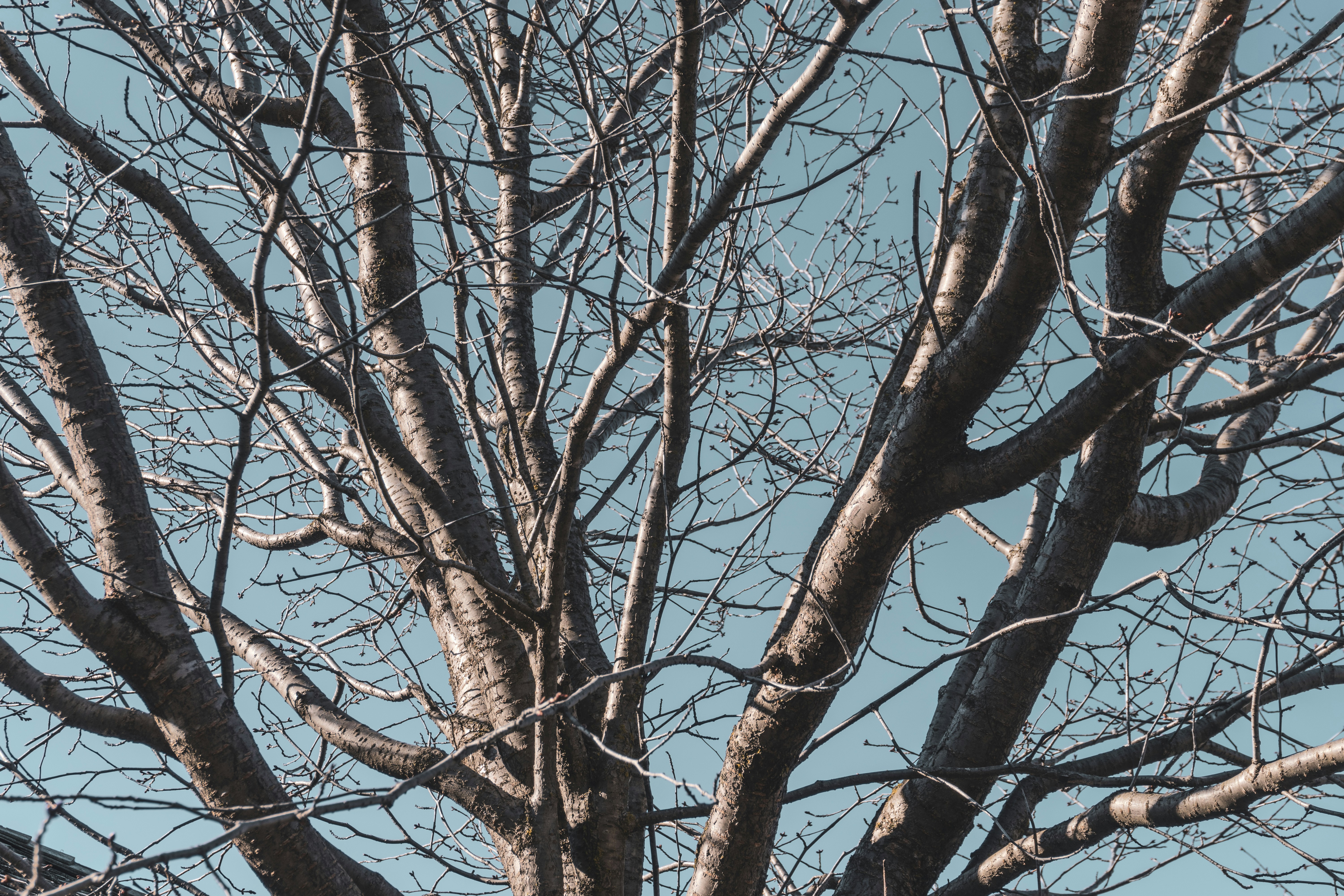 A tree with no leaves and no leaves on it photo – Free Phyllis ...