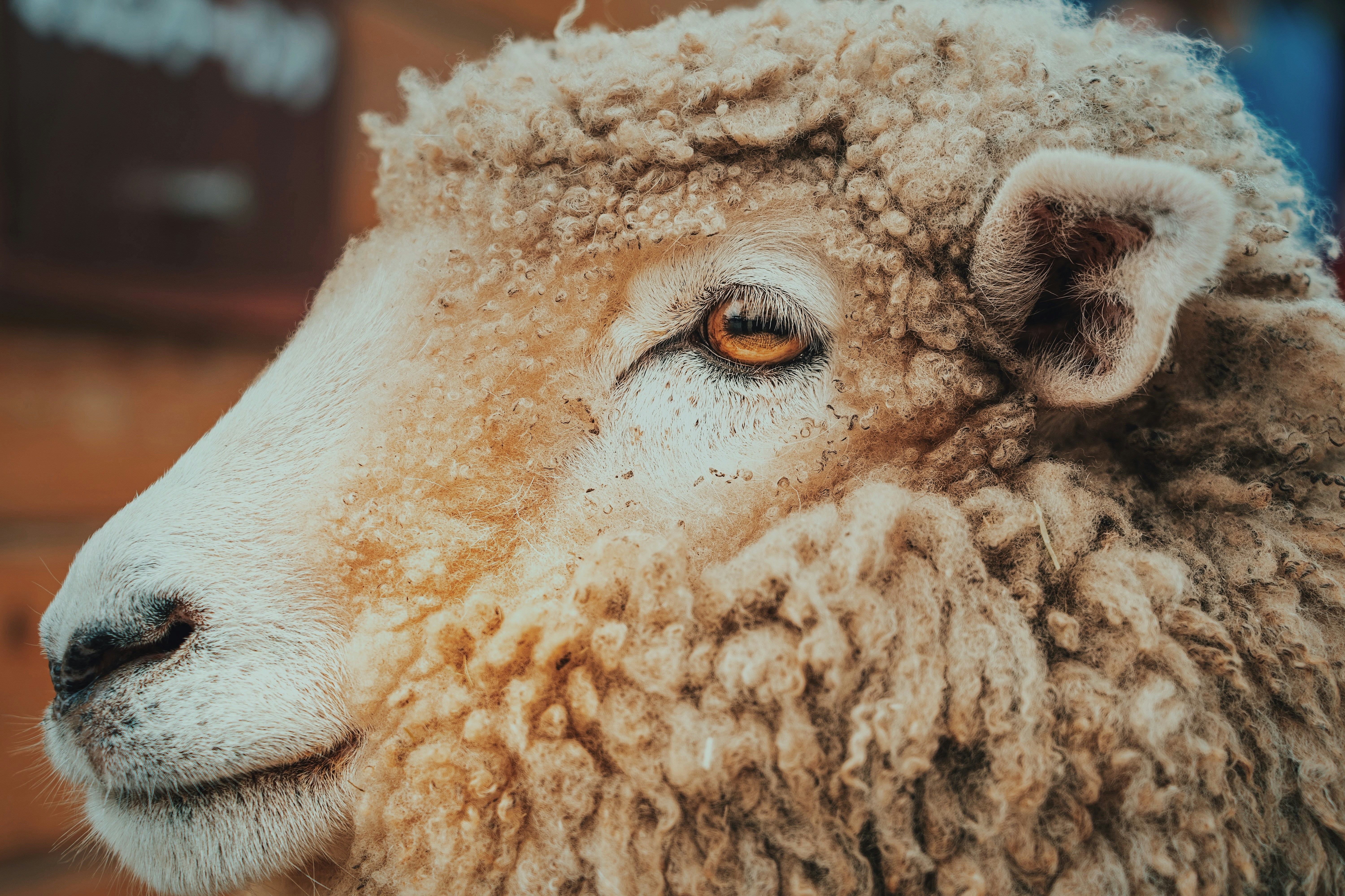 A close up of a sheep with a blurry background photo – Free Animal ...