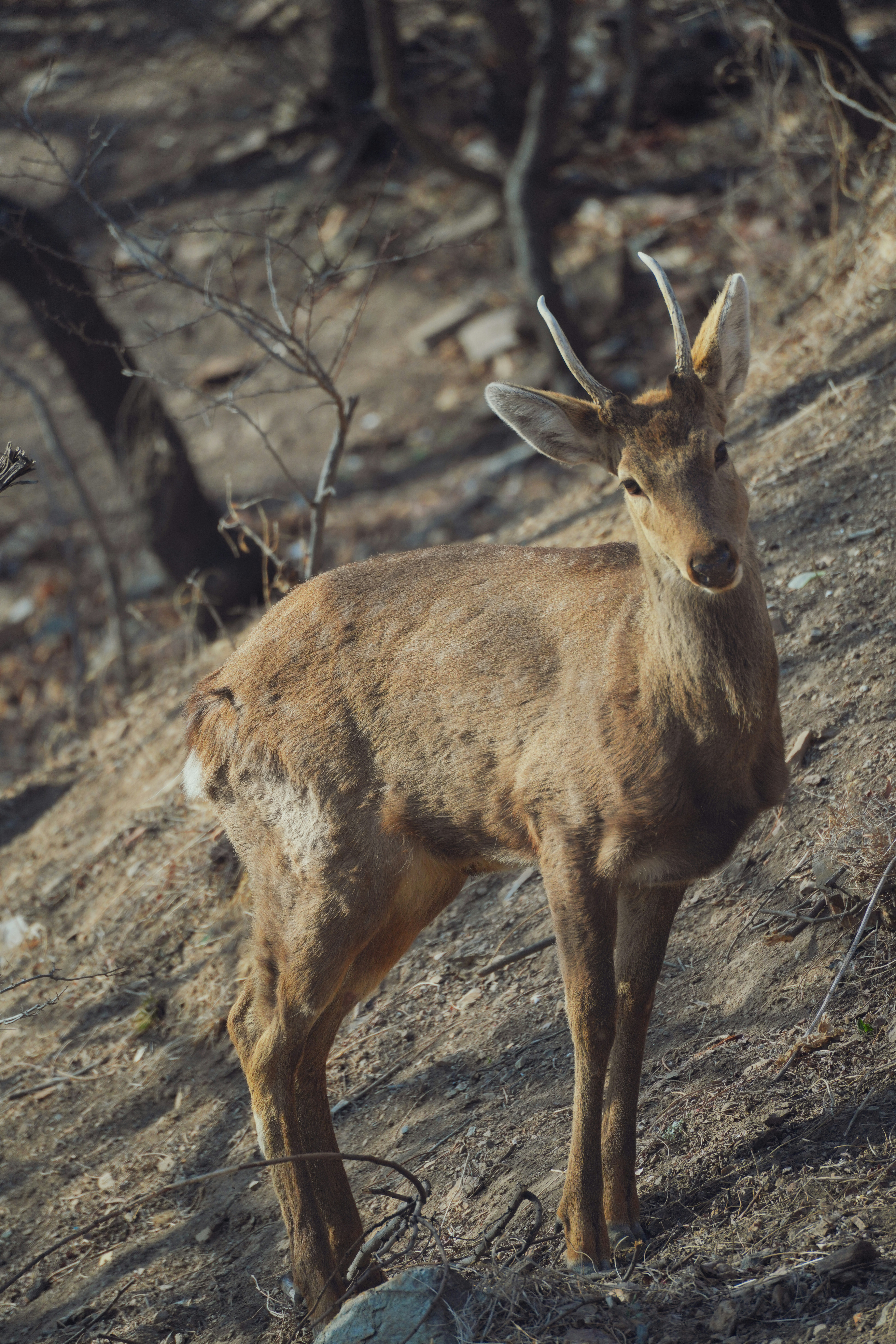 Gaze on the Slope: a lone deer on sunlit hillside