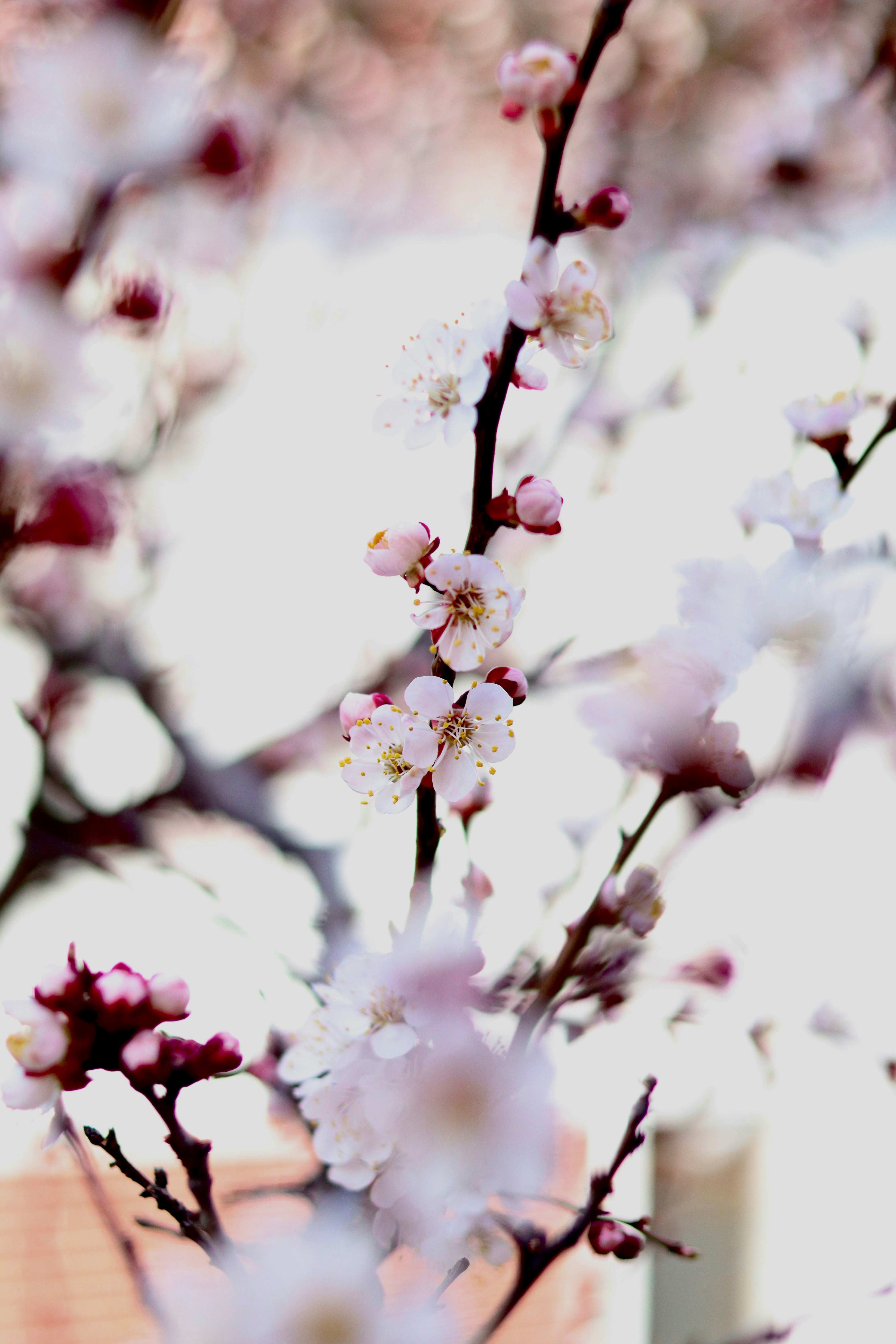 Macro Portrait of Cherry Blossoms: Pale Pink Blooms on a Dark, Quiet Branch