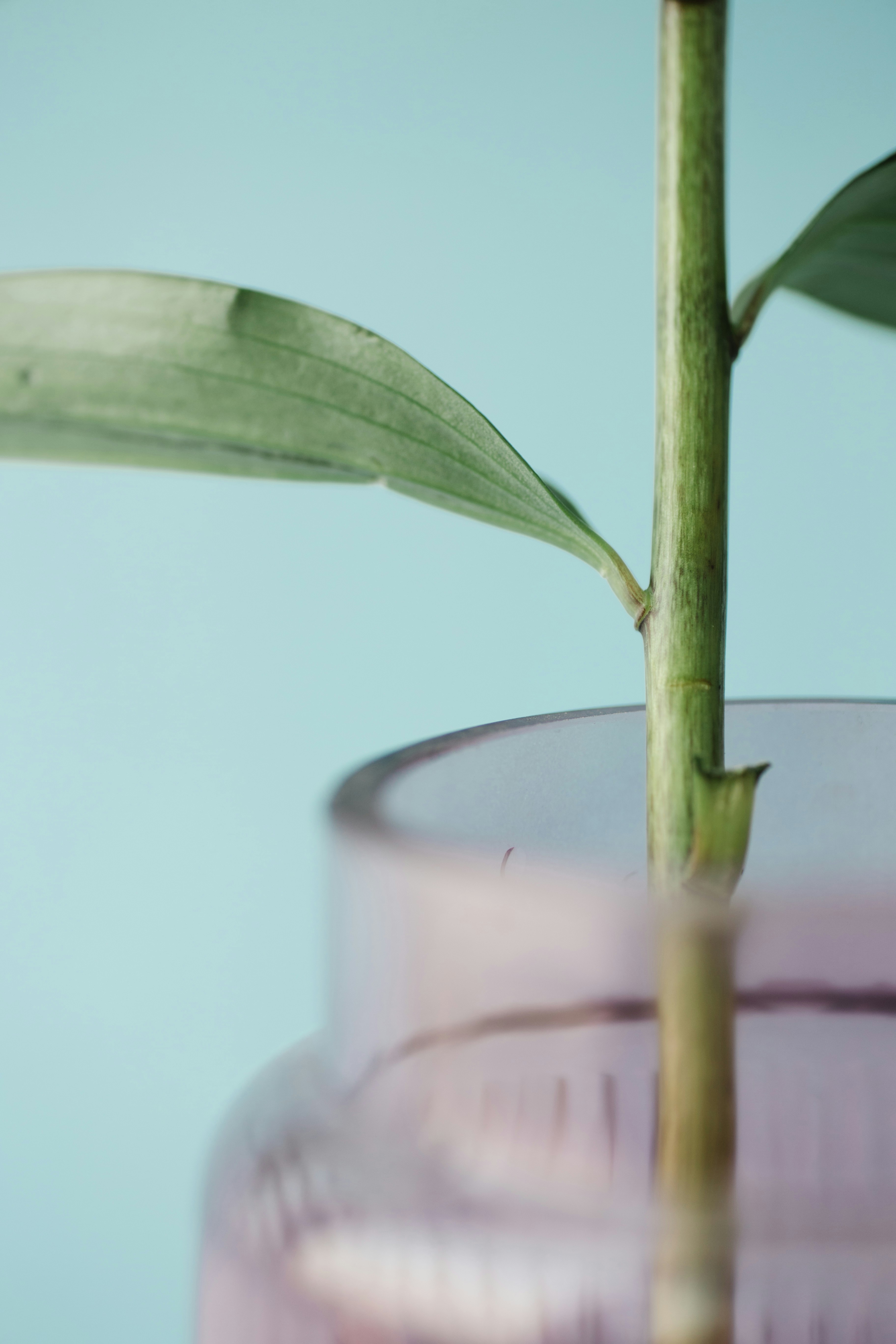Stem in a Glass: A Minimal Macro Portrait of a Plant's Rise
