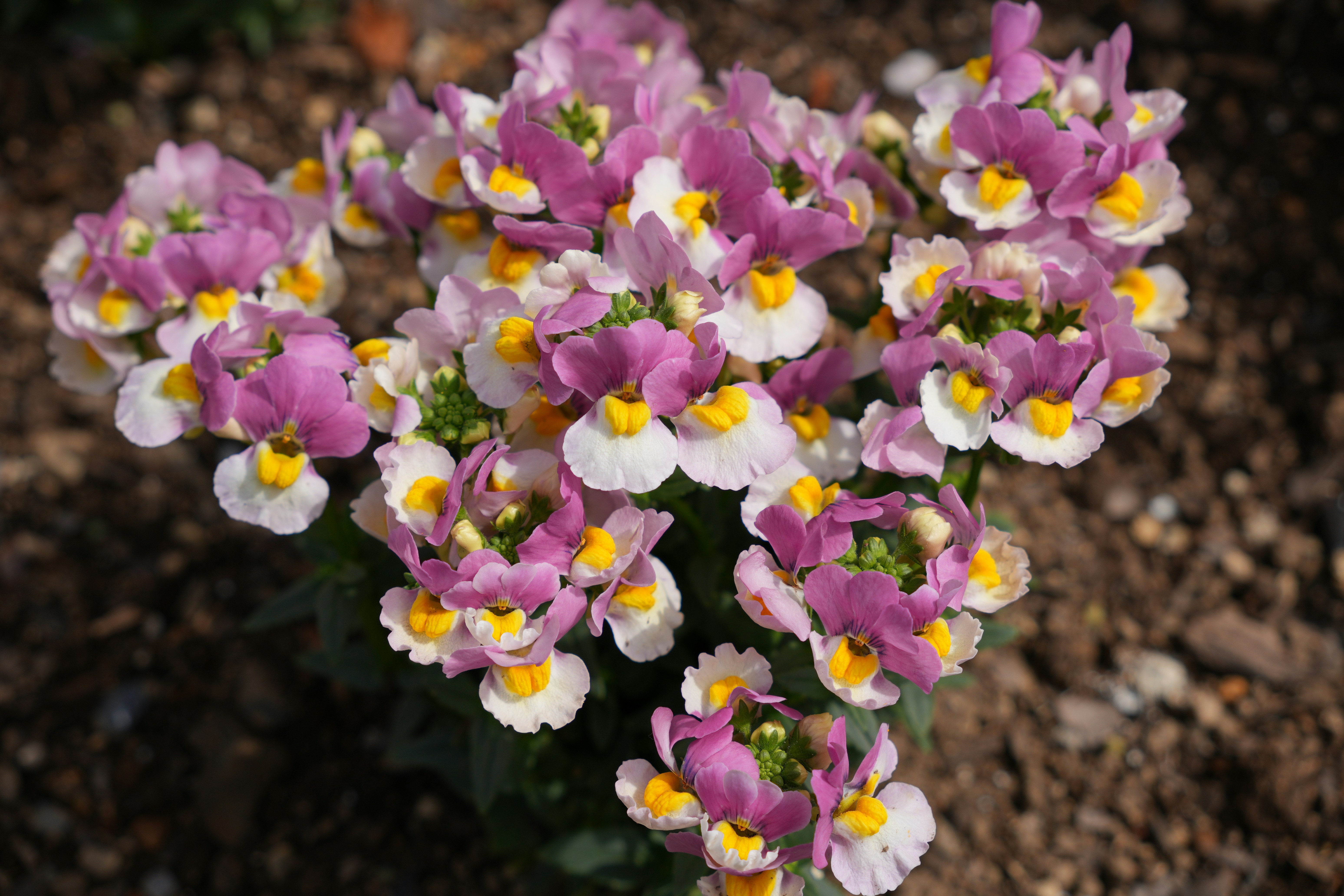 Petal Mosaic: Close-Up of Pink-White Flowers with Sunny Centers