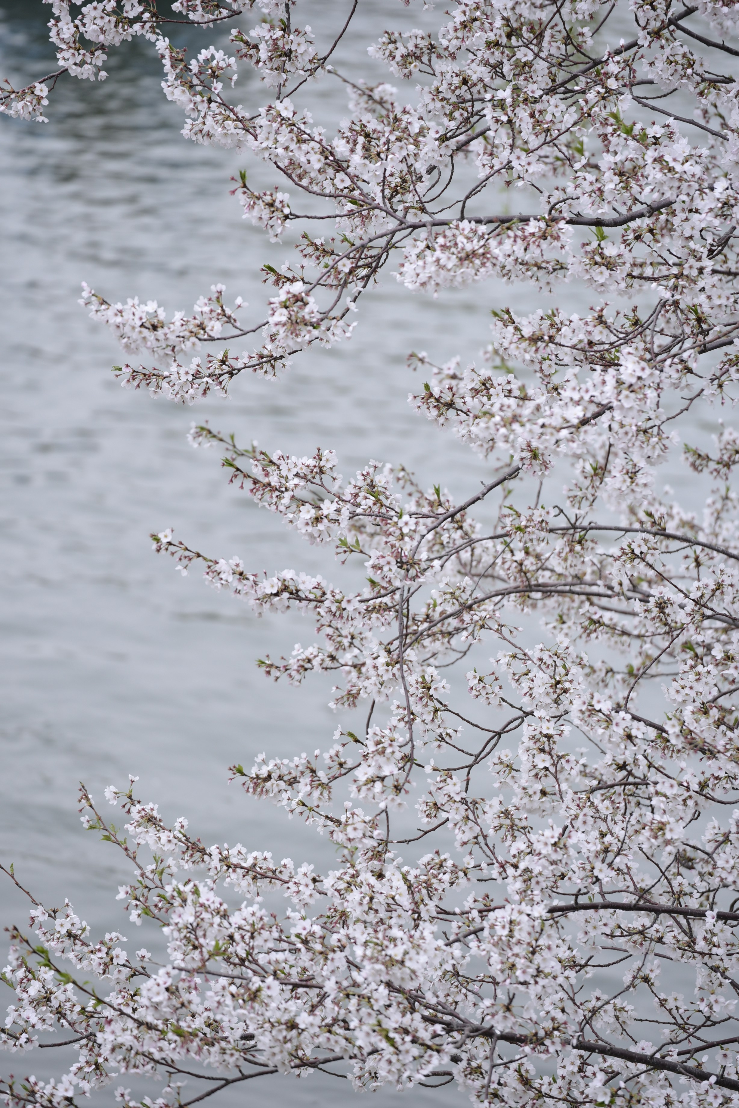 Cherry Blossom Veil Over a Quiet River