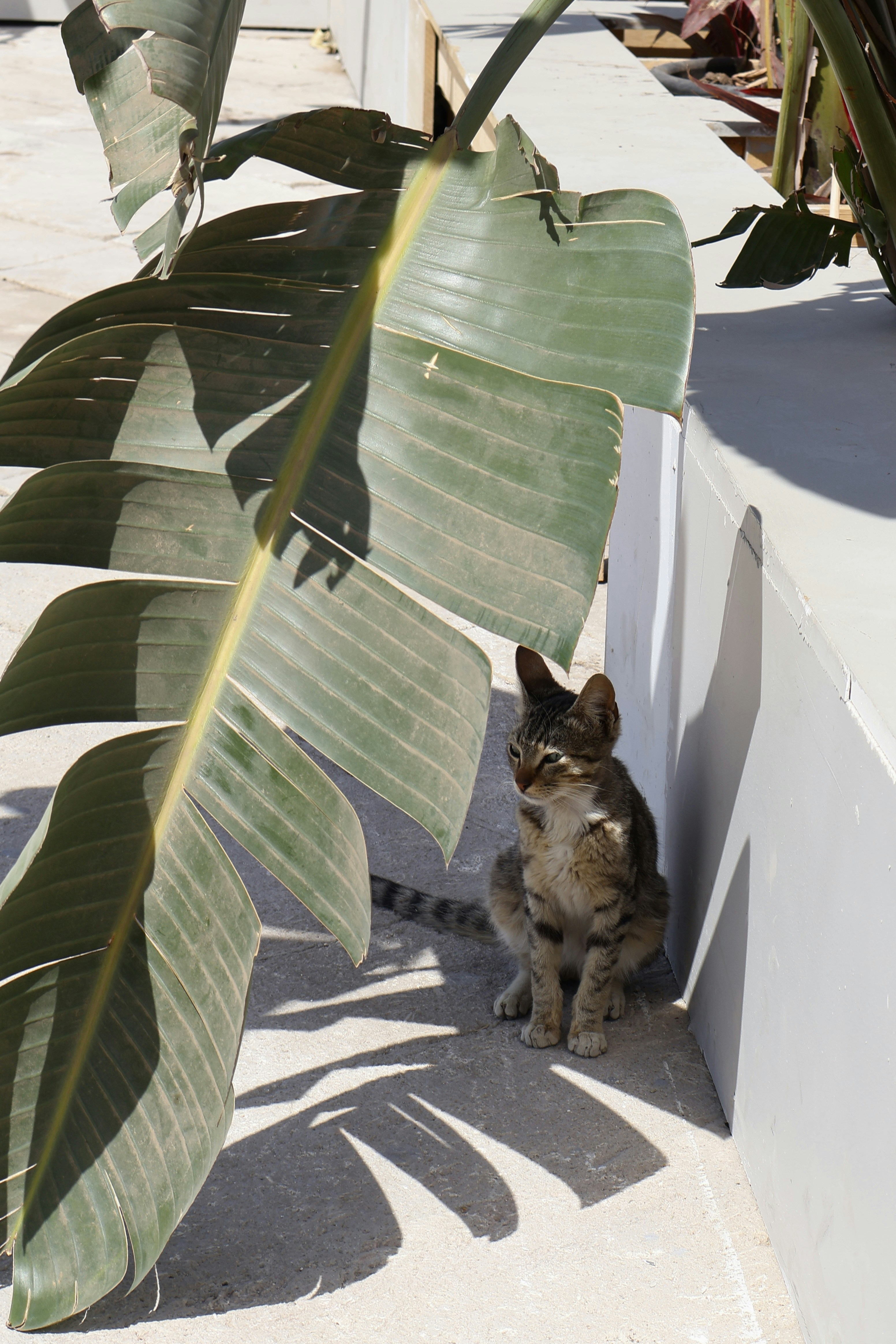 A small tabby kitten sits in a sunlit concrete niche beside a white wall, partially shaded by large banana leaves.