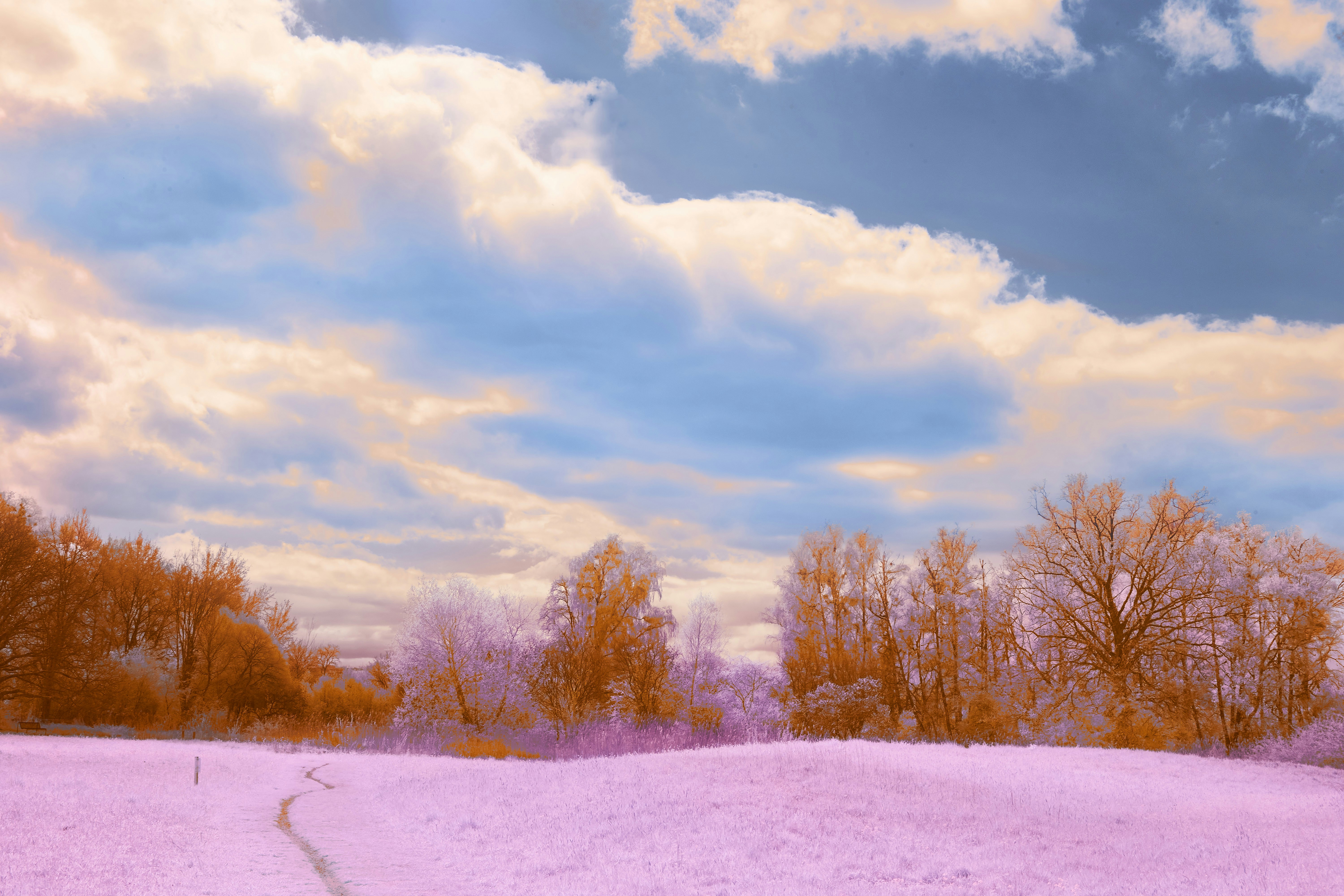 A pink field with trees and clouds in the background photo – Free Sky ...