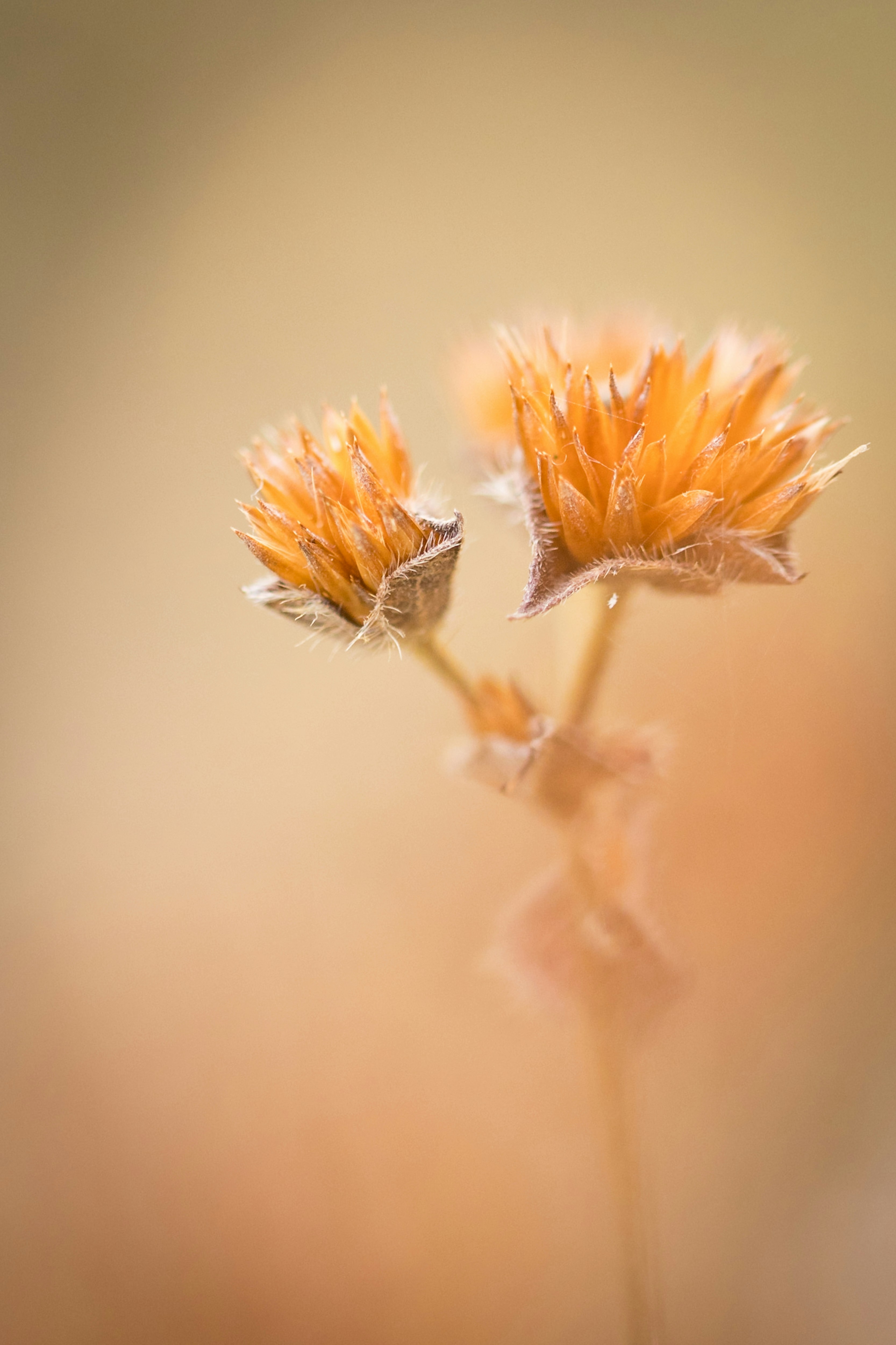 Amber Buds in Soft Focus: Quiet Macro of Spring’s First Light