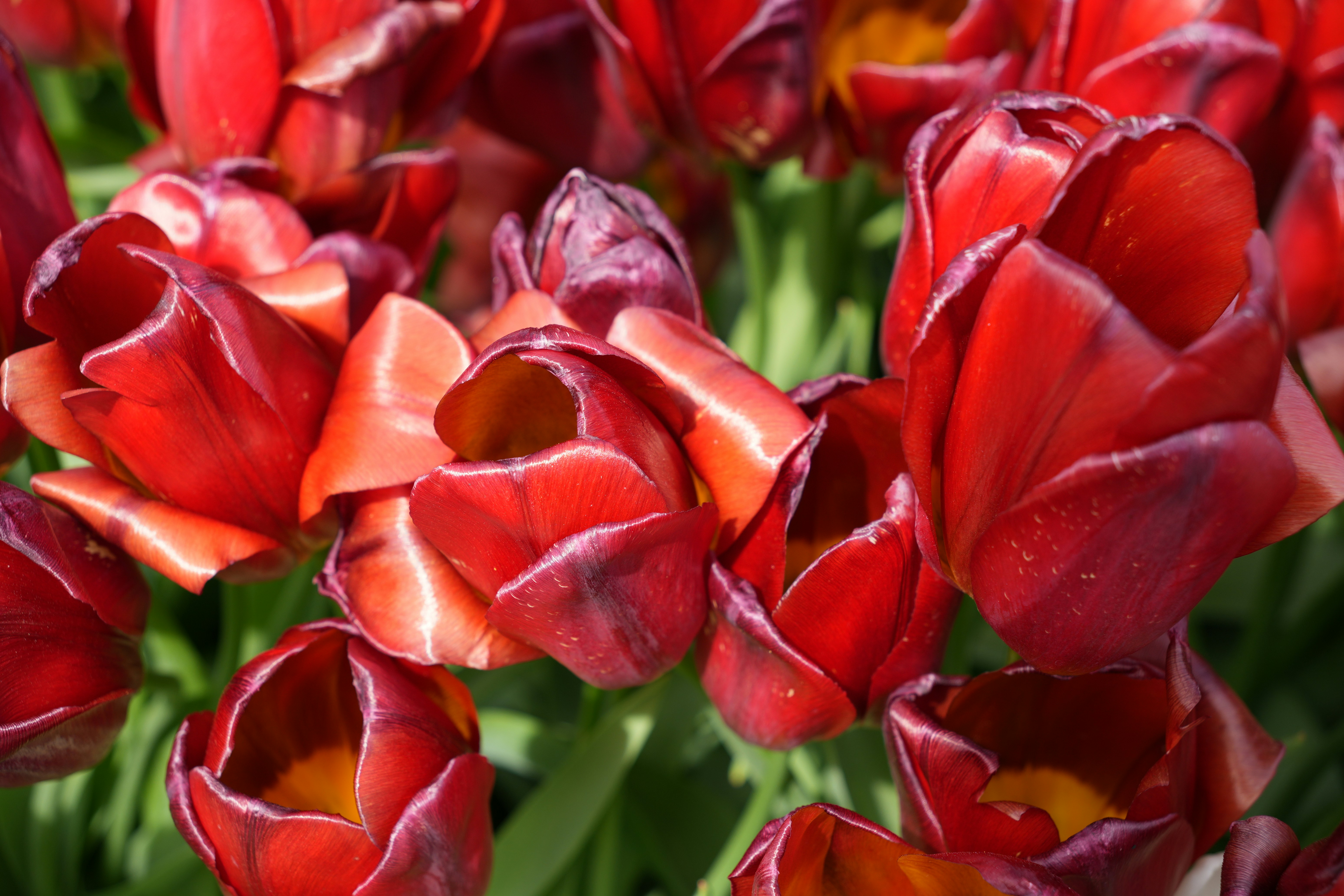 Crimson Tulip Burst: Macro Texture in Focus