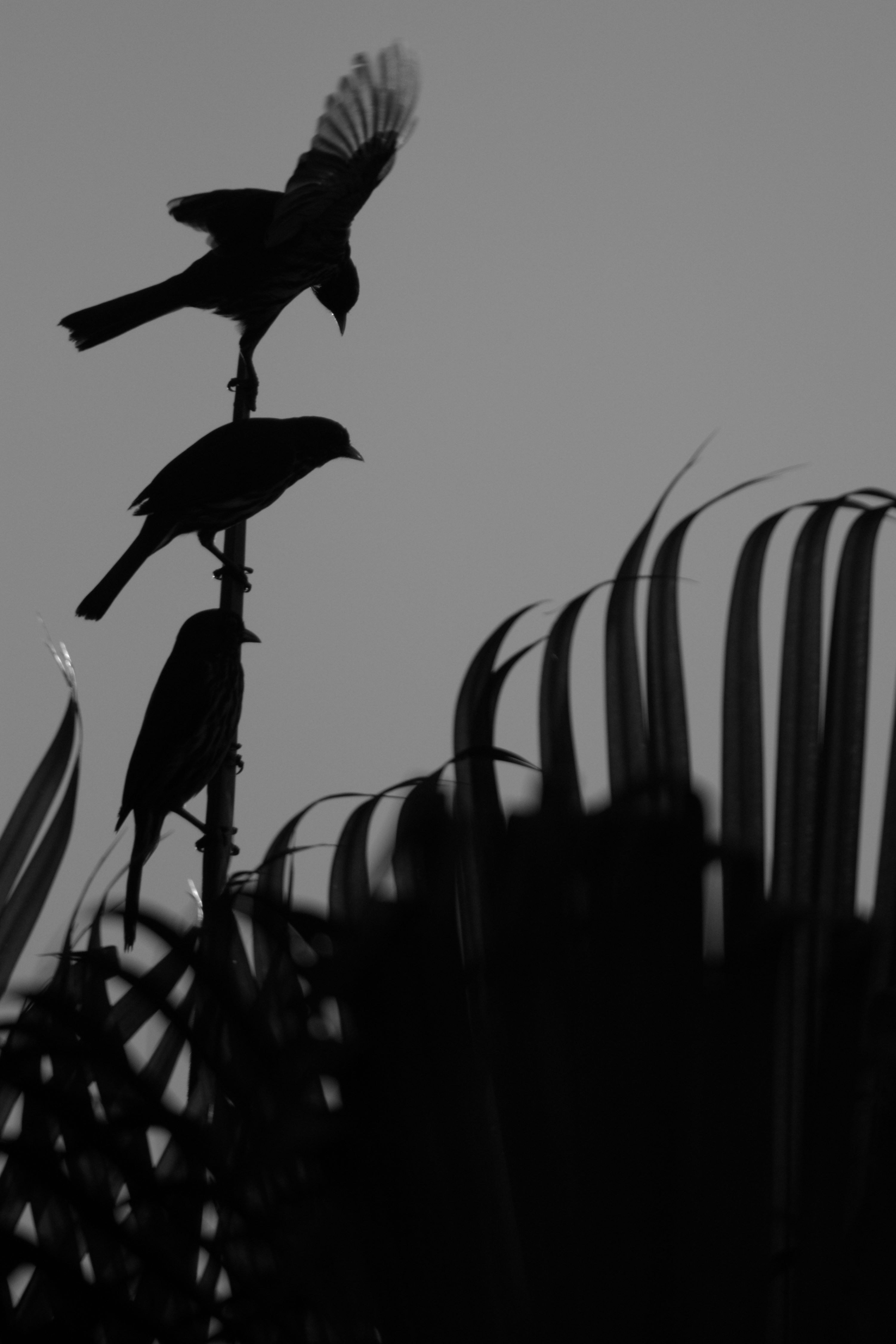 Stalkside Silhouettes: Three Birds Framed by Curved Palm Fronds