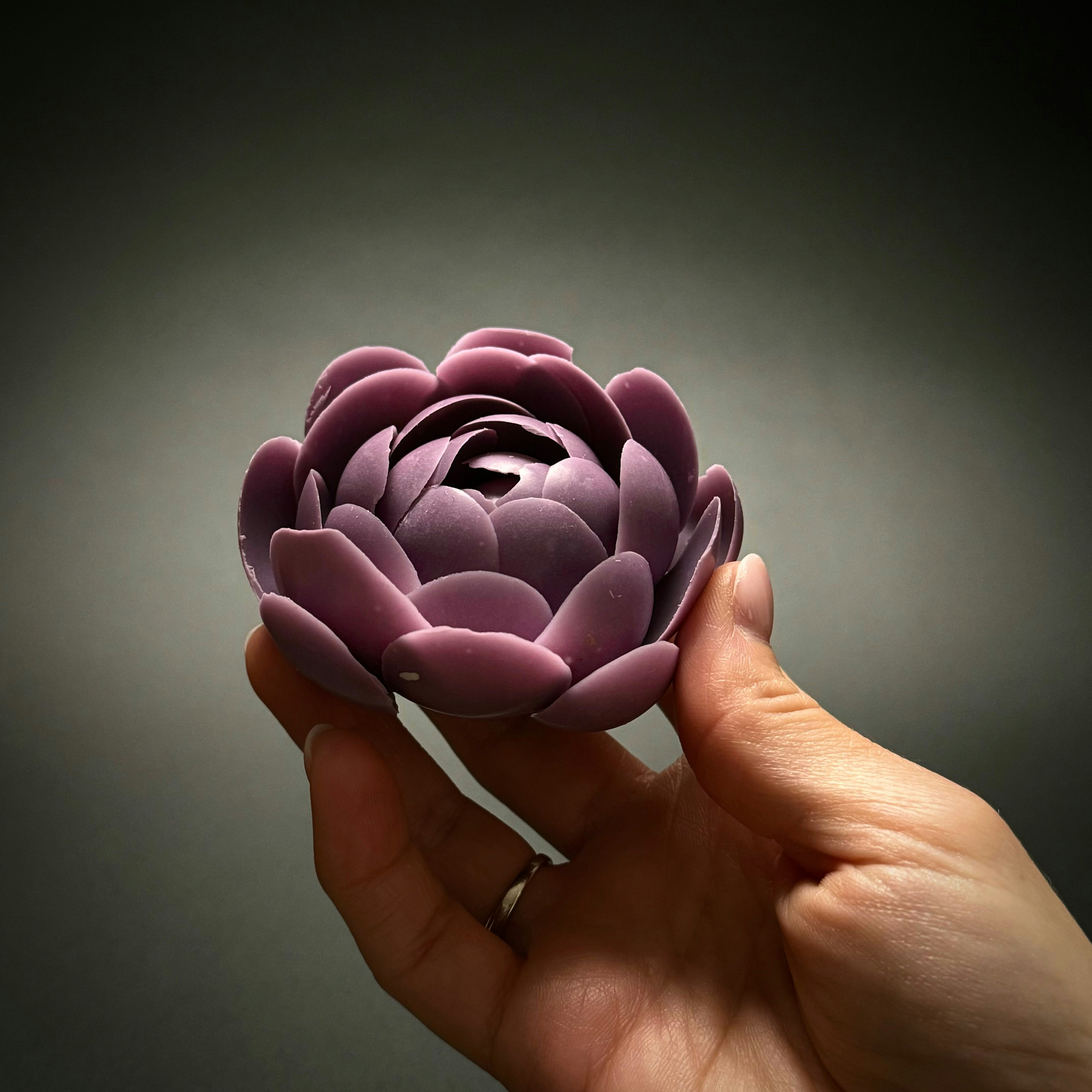 Cradled Lavender Echeveria: A Quiet Portrait in Soft Light