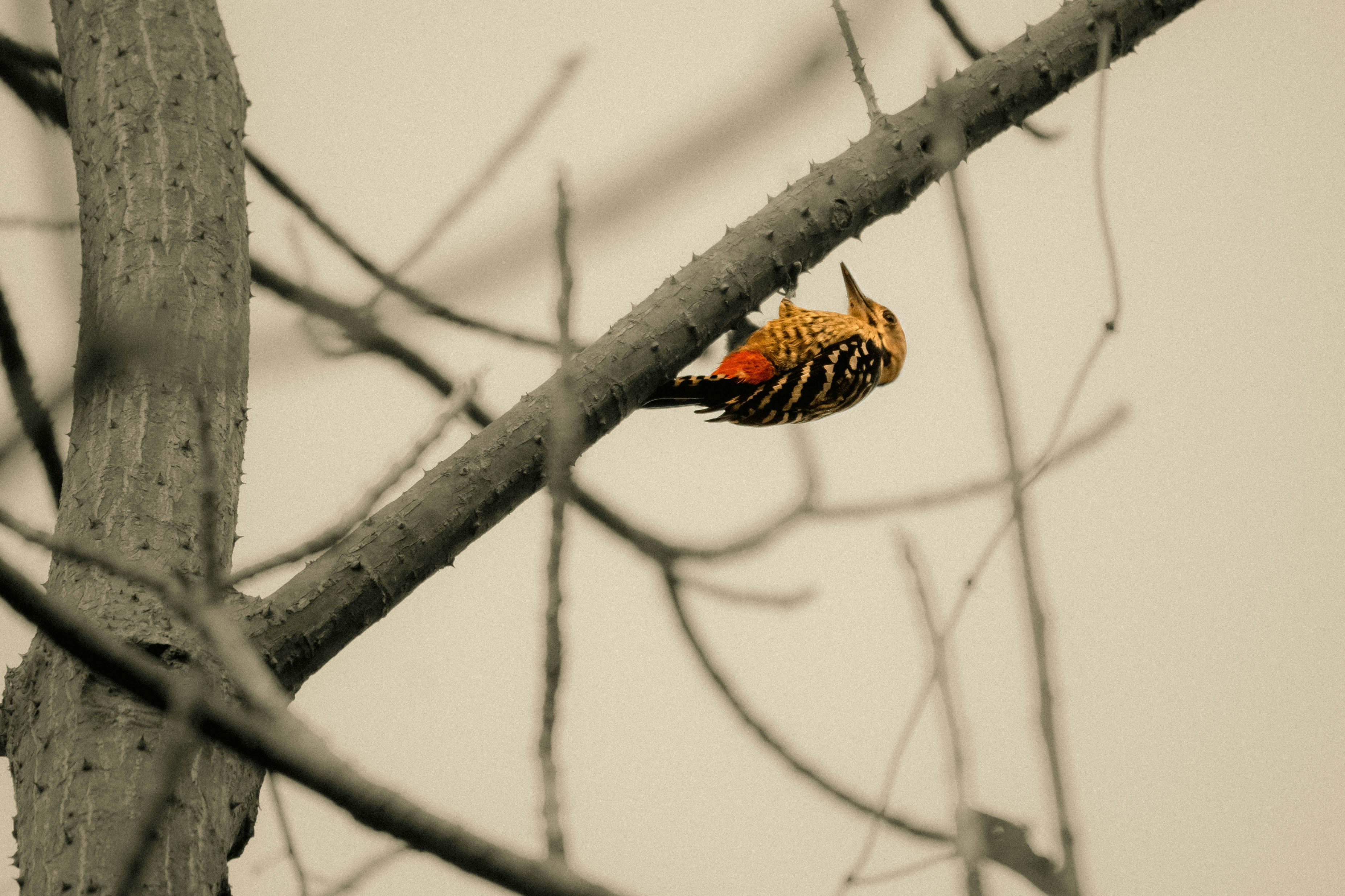 An Ember-Tipped Woodpecker Adrift on Slender Branches