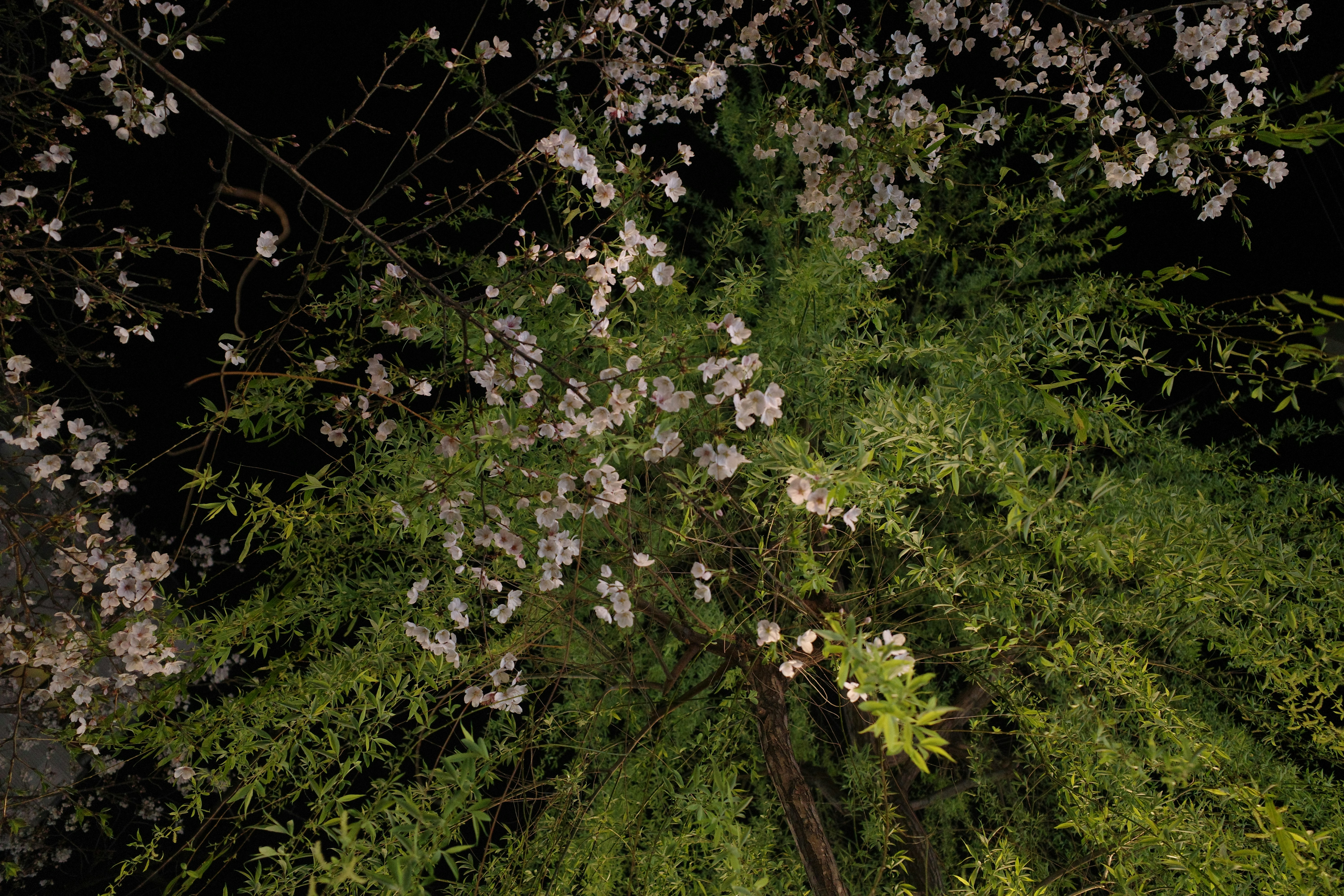 Nocturnal Bloom: White Blossoms Framing a Velvet Canopy