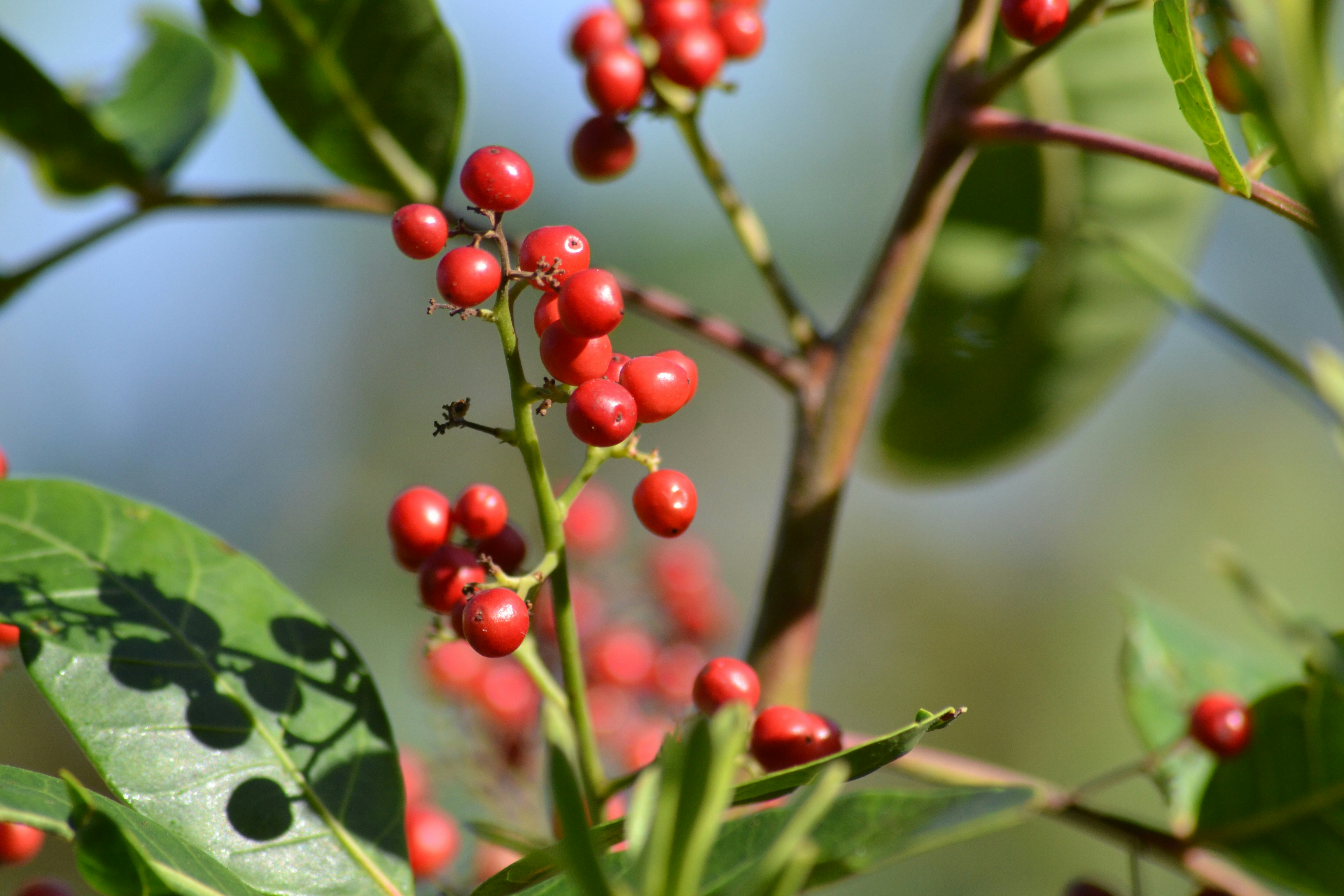 A close up of berries on a tree branch photo – Free Florida Image on ...