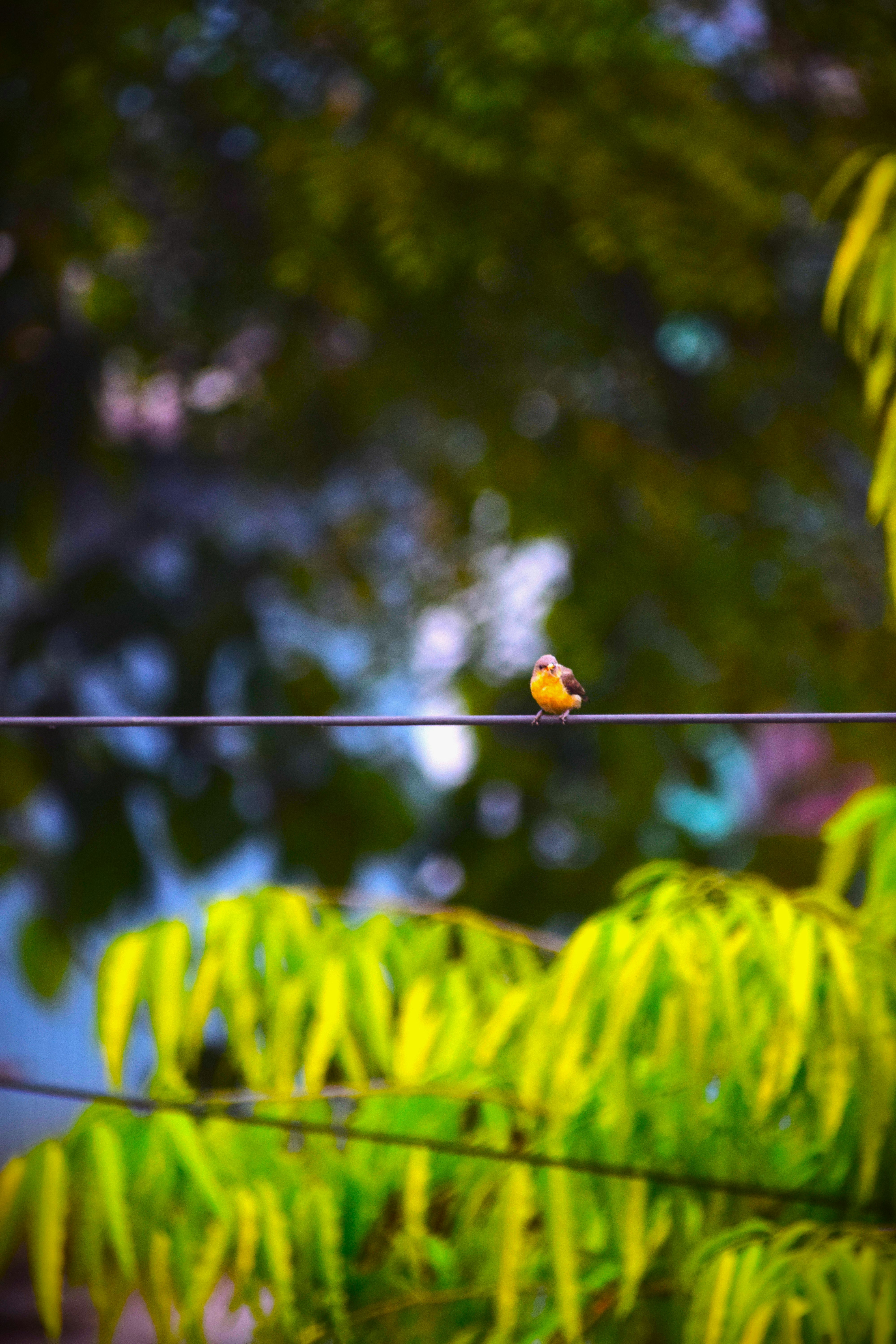 Bird photo shot on Nikon D5300