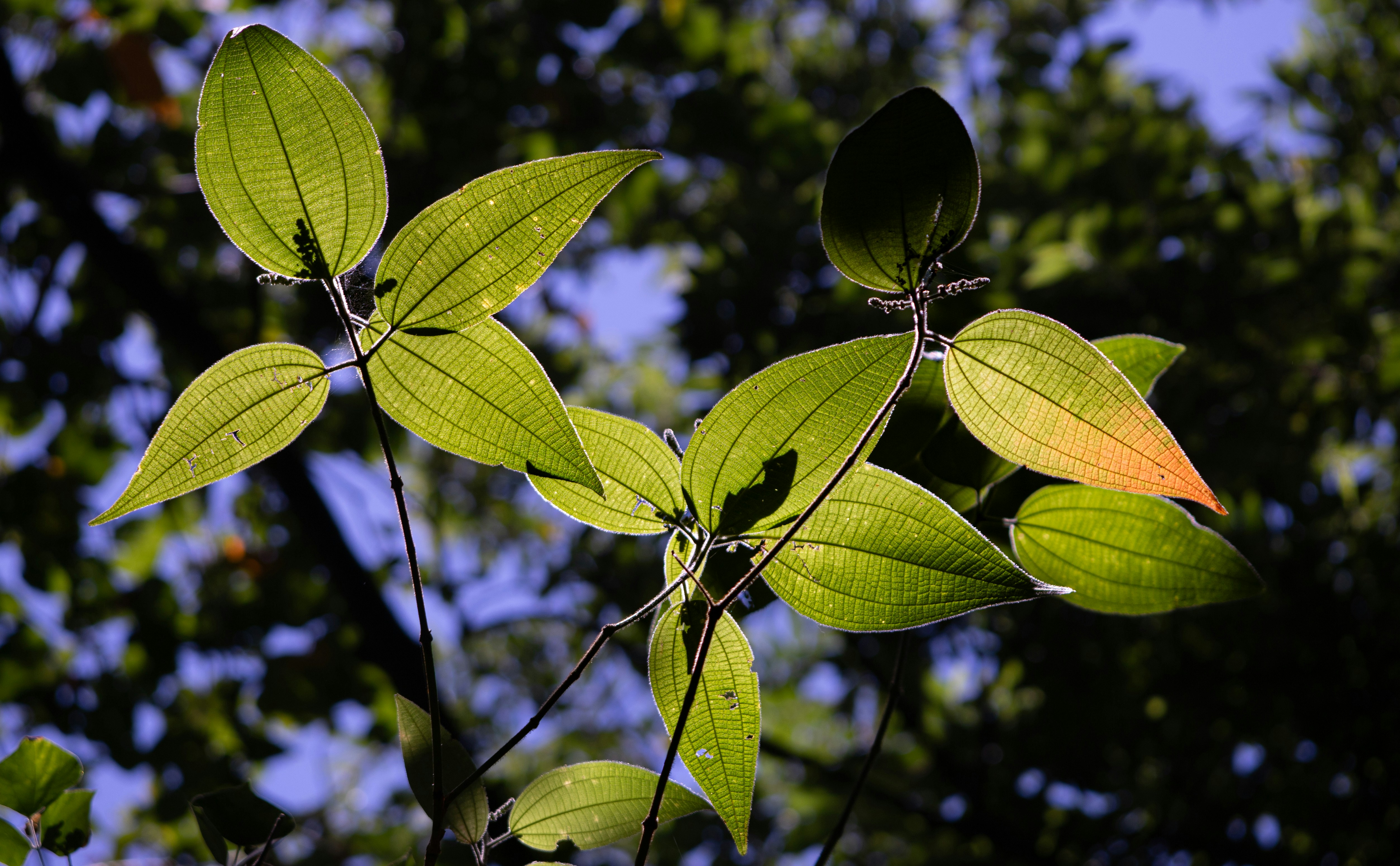 A close up of a green leafy tree branch photo – Free San juan Image on ...
