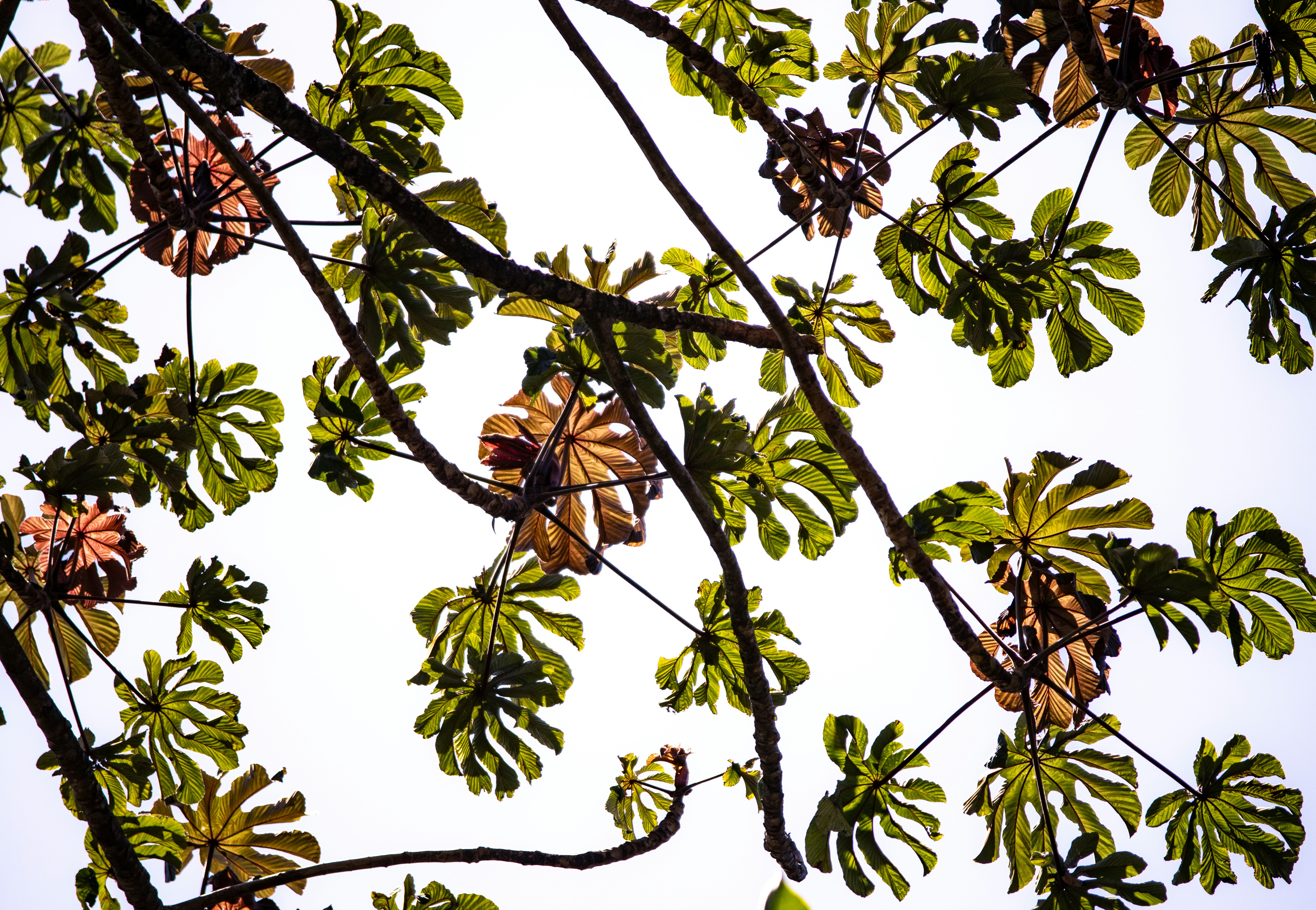 Canopy of Sunlit Fernlike Leaves Against Bright Sky