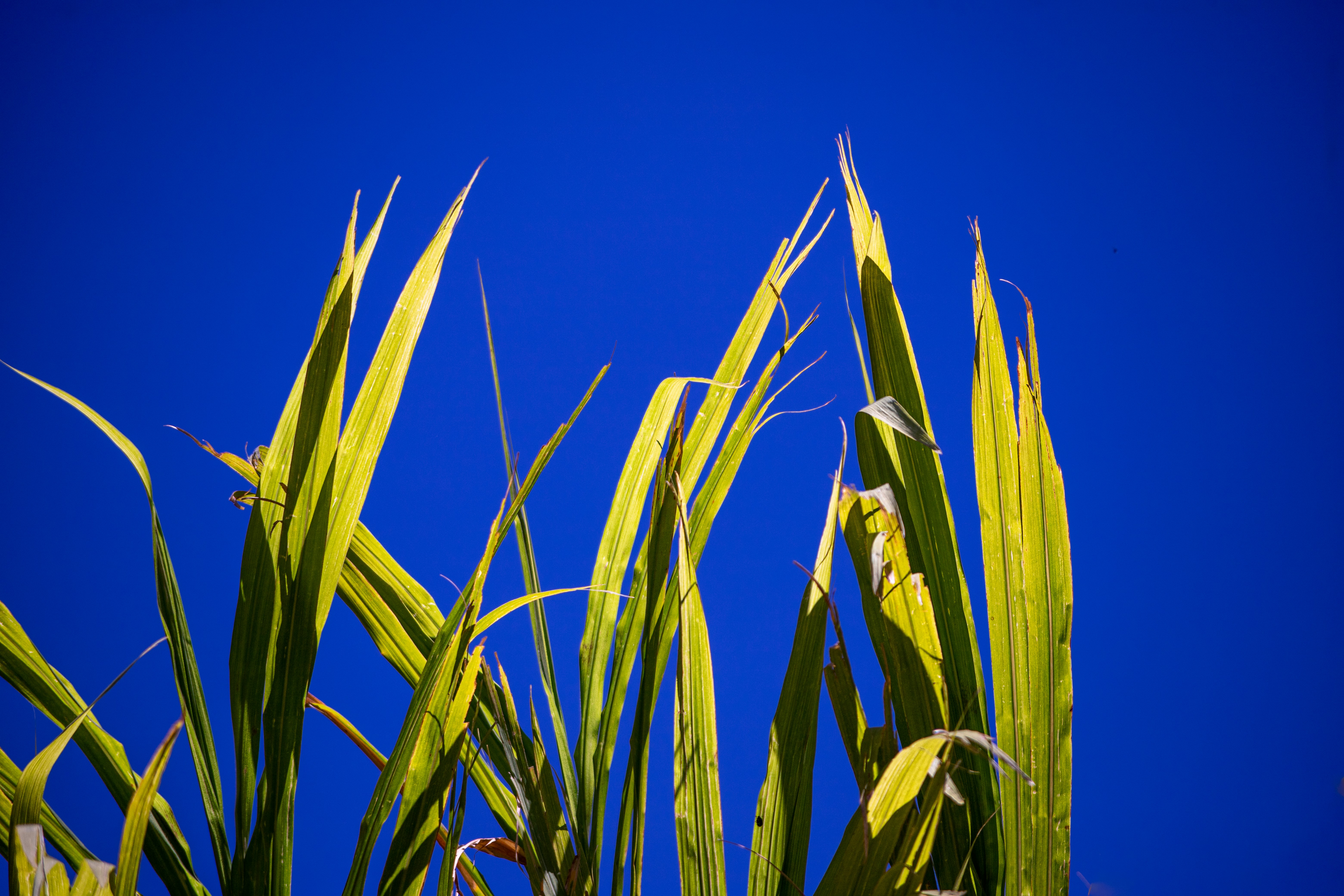 Sunlit Corn Rises Against a Pristine Blue Sky