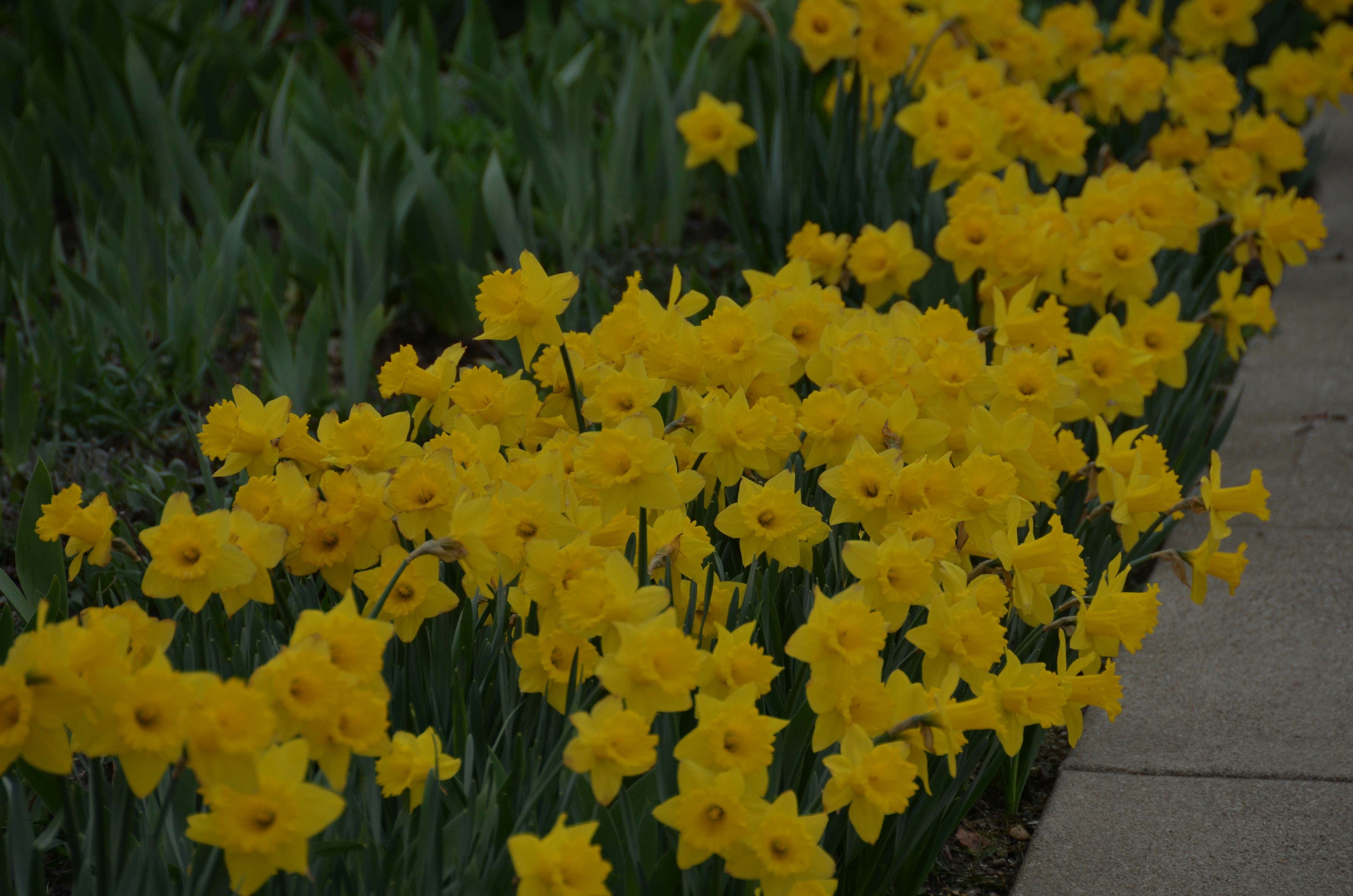 Sunlit Ribbon of Daffodils Along a Garden Path