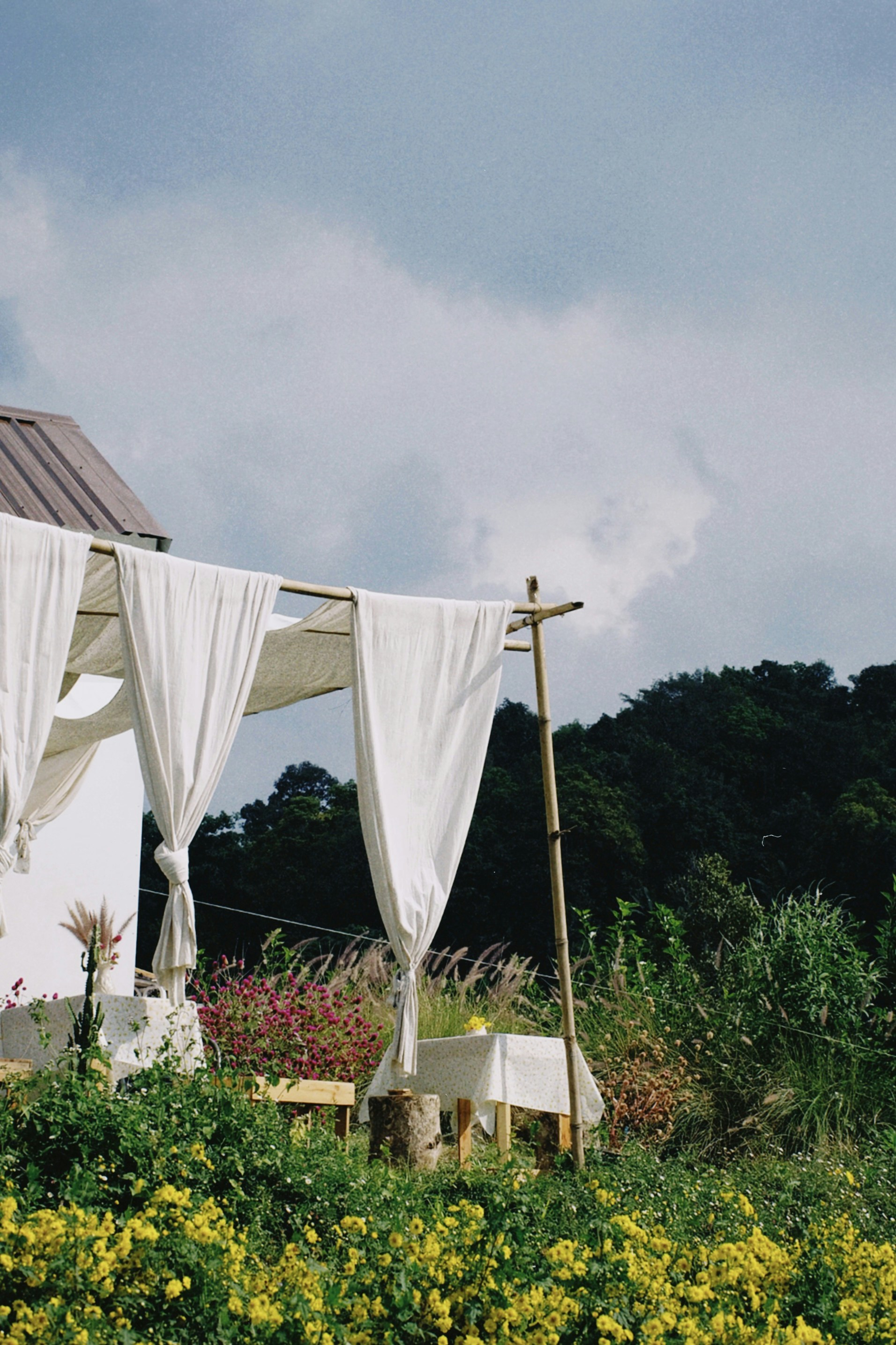 White Drapes Over a Meadow of Yellow Blooms: A Quiet Outdoor Setup