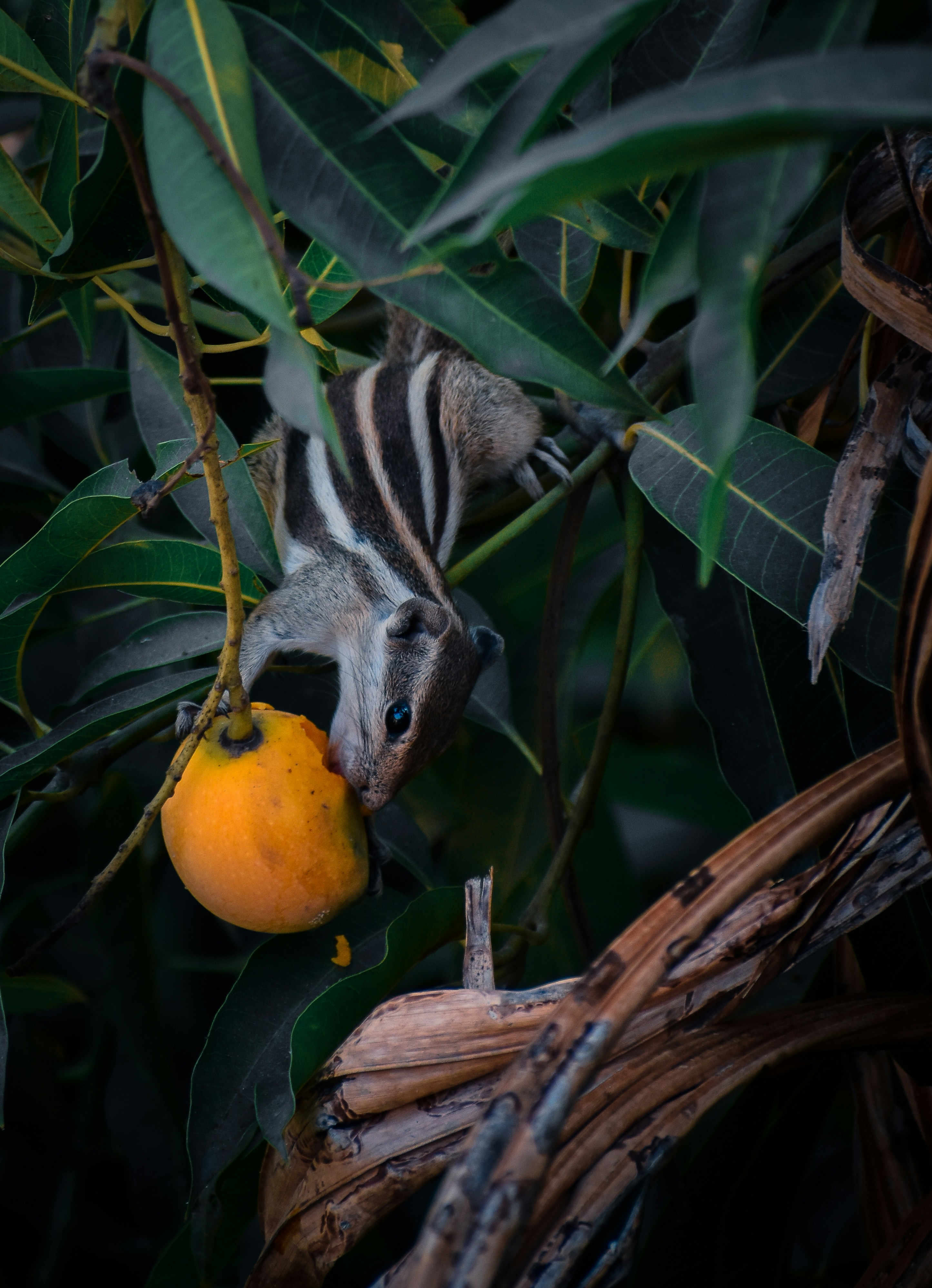 A zebra eating an orange on a tree photo – Free Khardaha Image on Unsplash