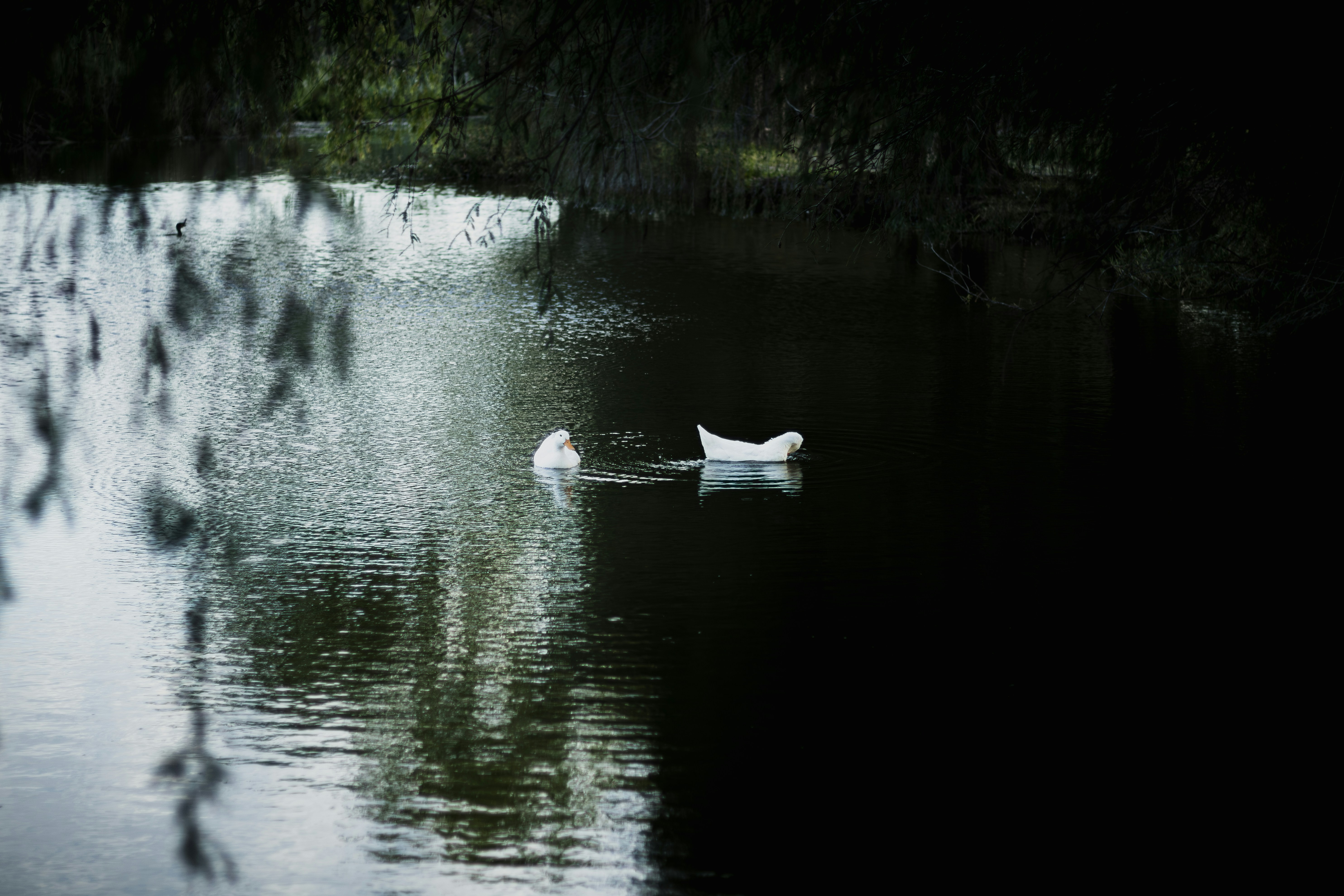 Twin White Ducks Glide Across a Shadowed Pond