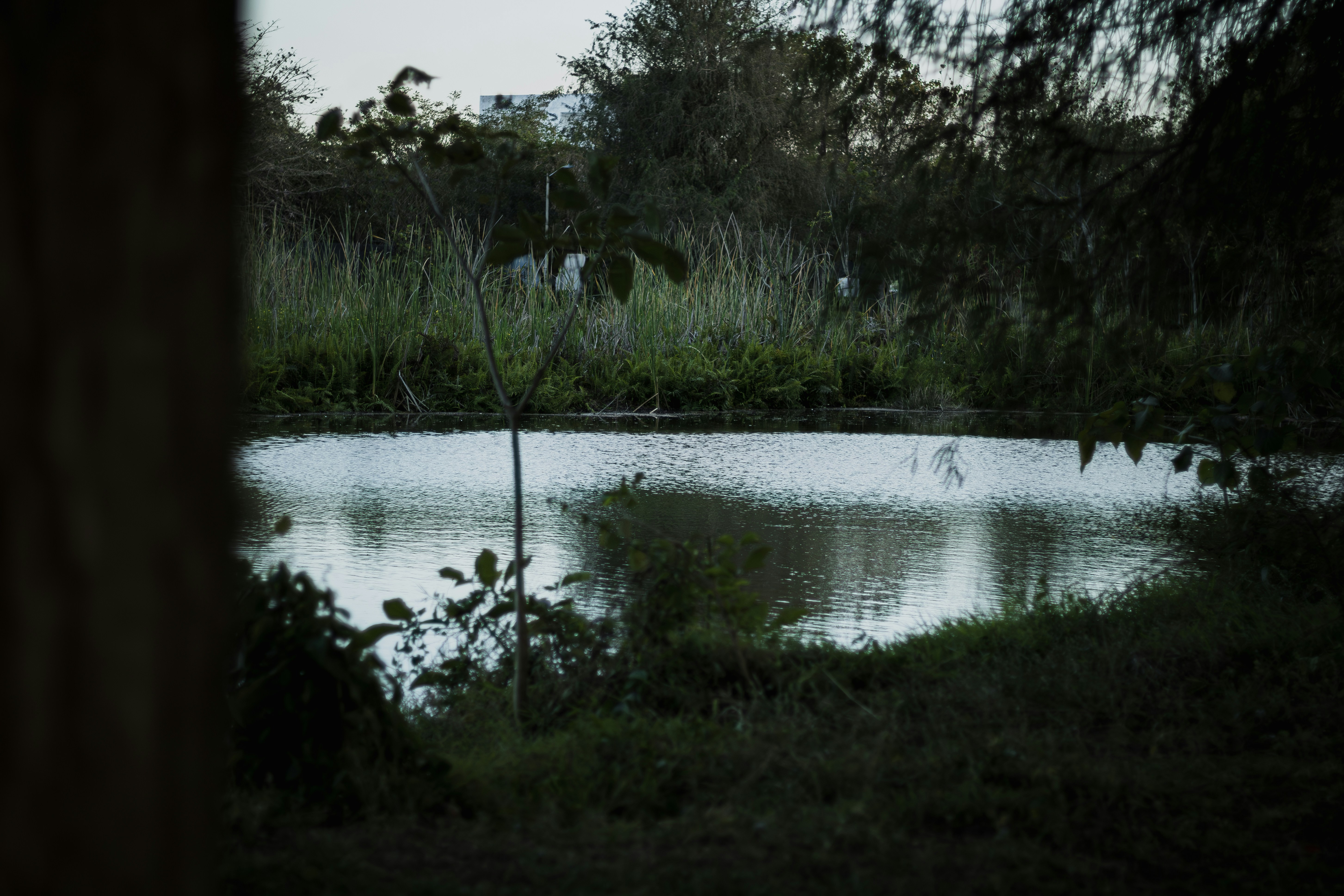 Dusk by the Quiet Pond: Silhouettes and Soft Ripples