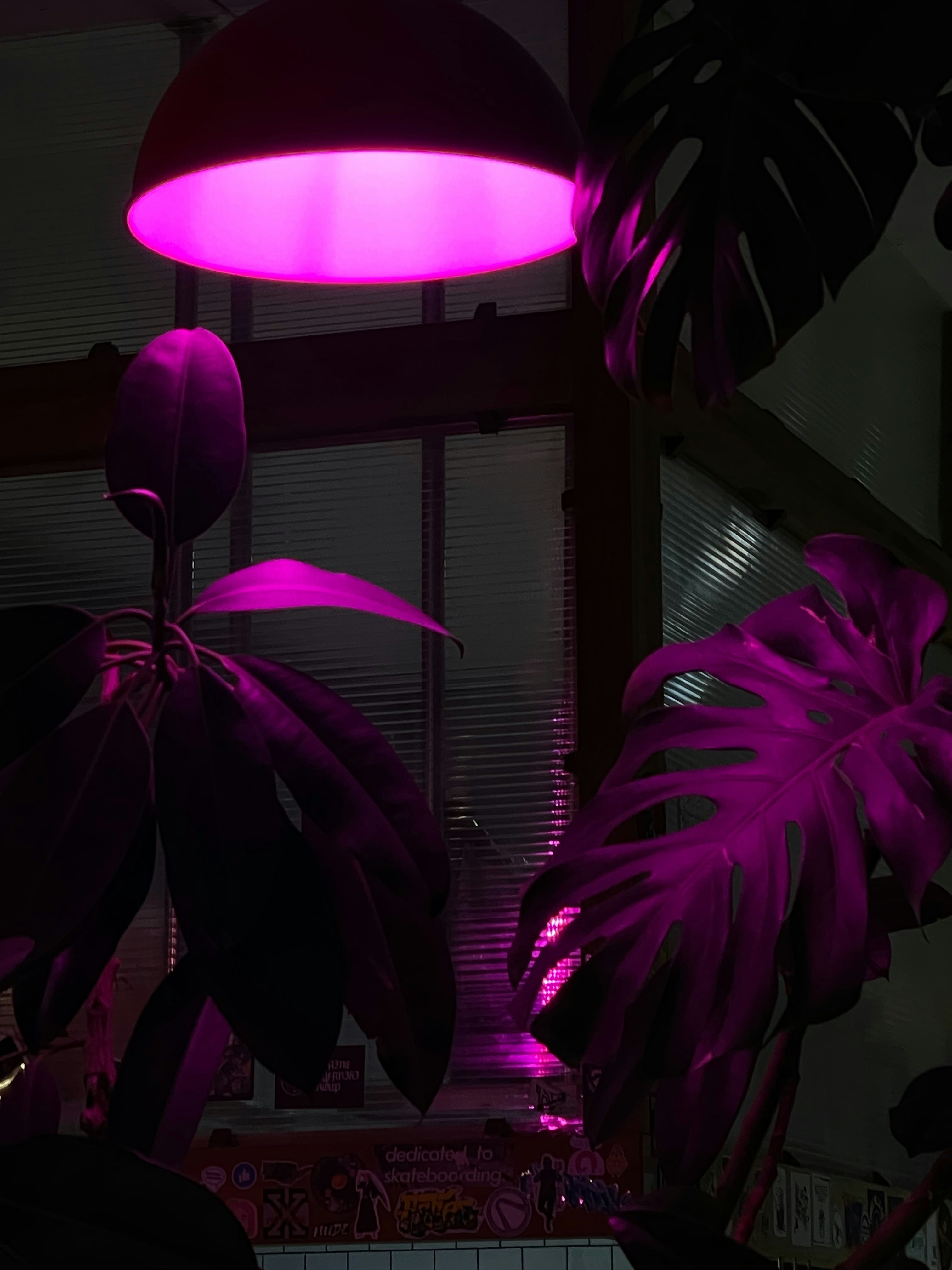 Magenta Halo Over a Quiet Indoor Jungle