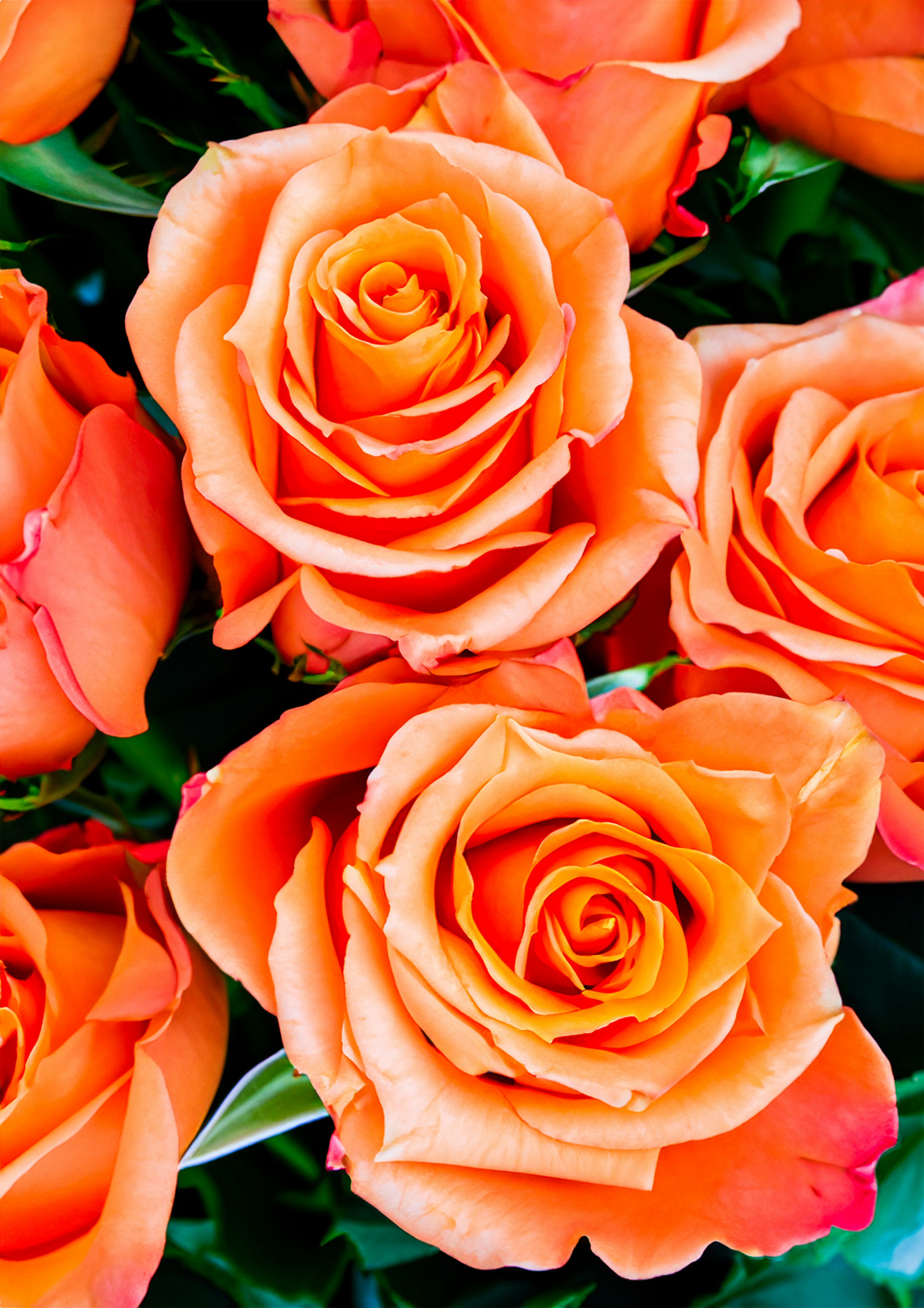 A bunch of orange roses with green leaves photo – Free Orange flower ...