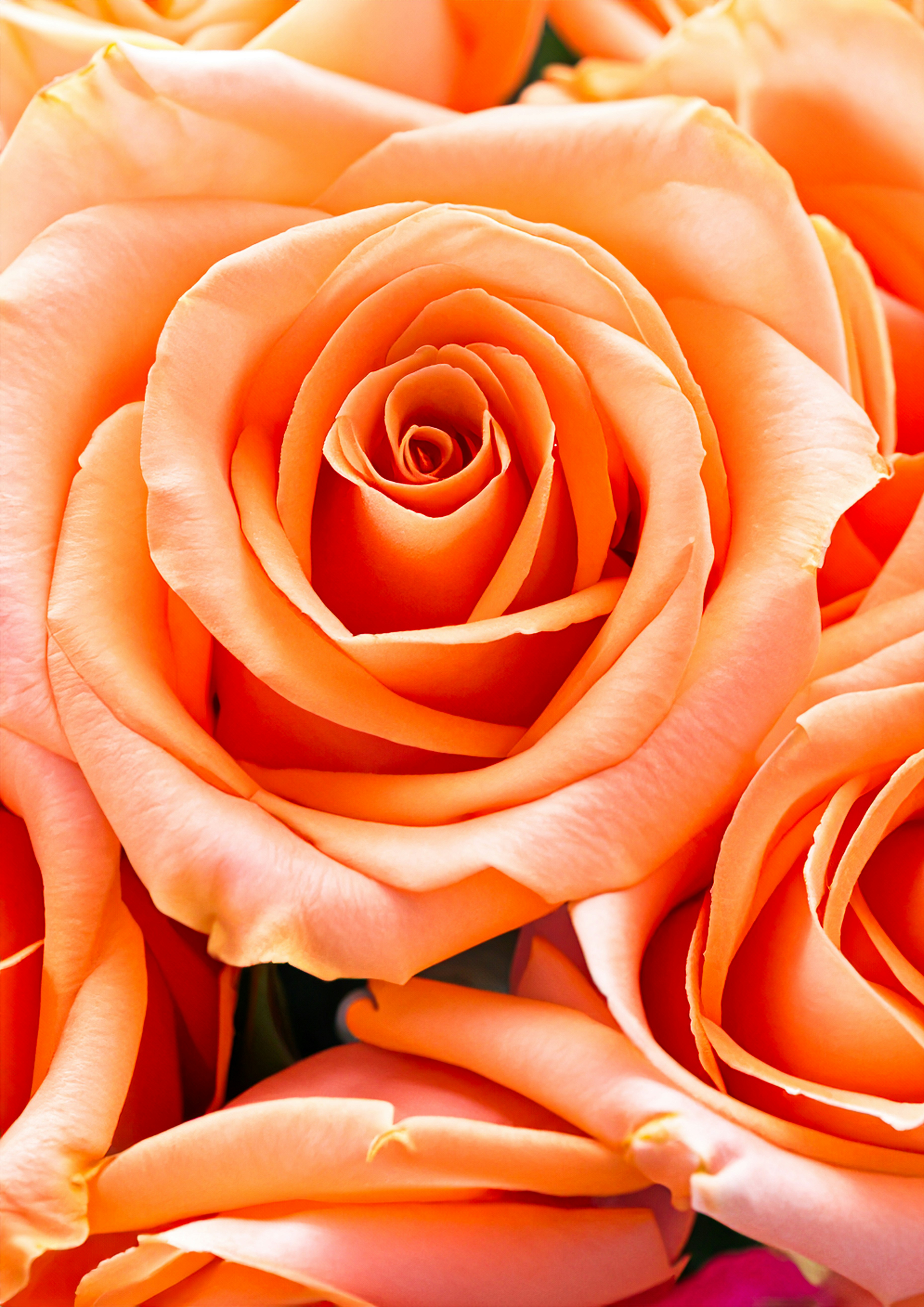 A close up of a bunch of orange roses photo – Free Rose flower Image on ...