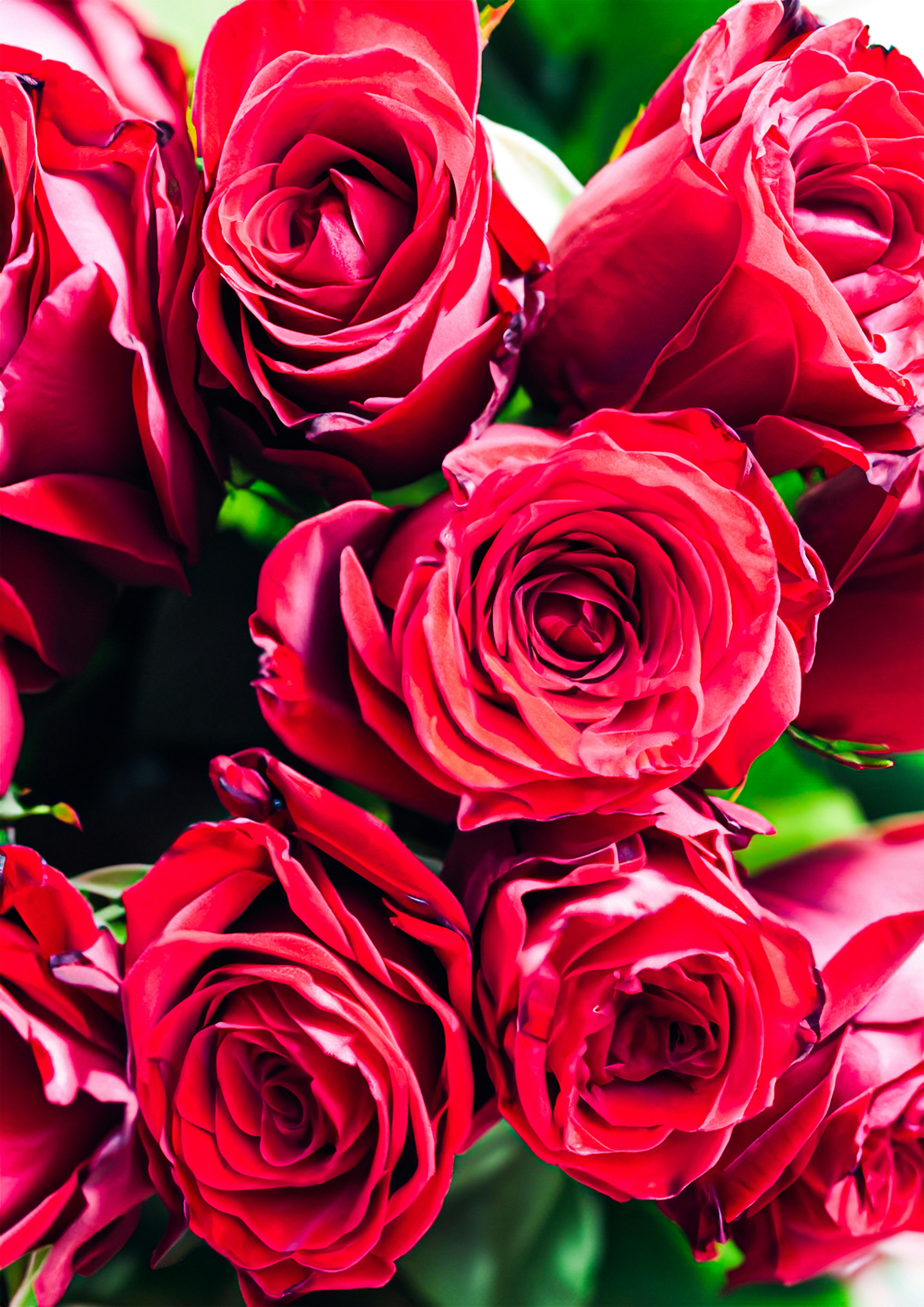 A bouquet of red roses with green leaves photo – Free Red roses bouquet ...